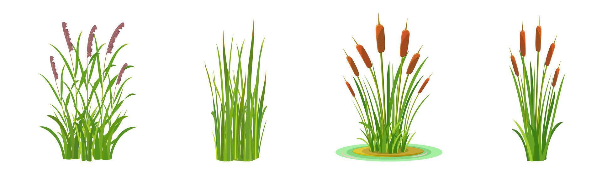 Elements of grass and cattail with reeds on a white background. Tall aquatic vegetation. marsh ...