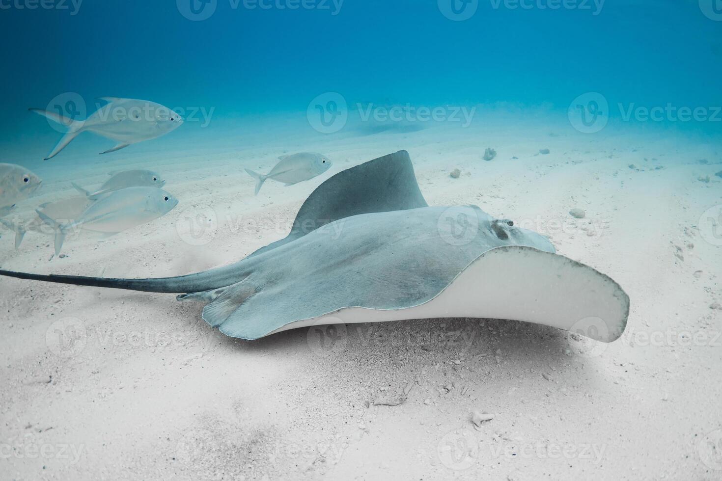 Stingray Fish Stock Photos, Images and Backgrounds for Free Download
