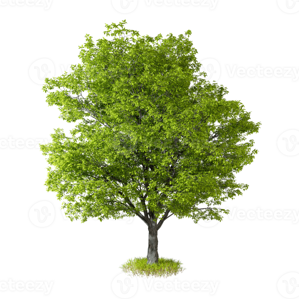 3d Render Tree Isolated Backgrounds File 42725849 Png
