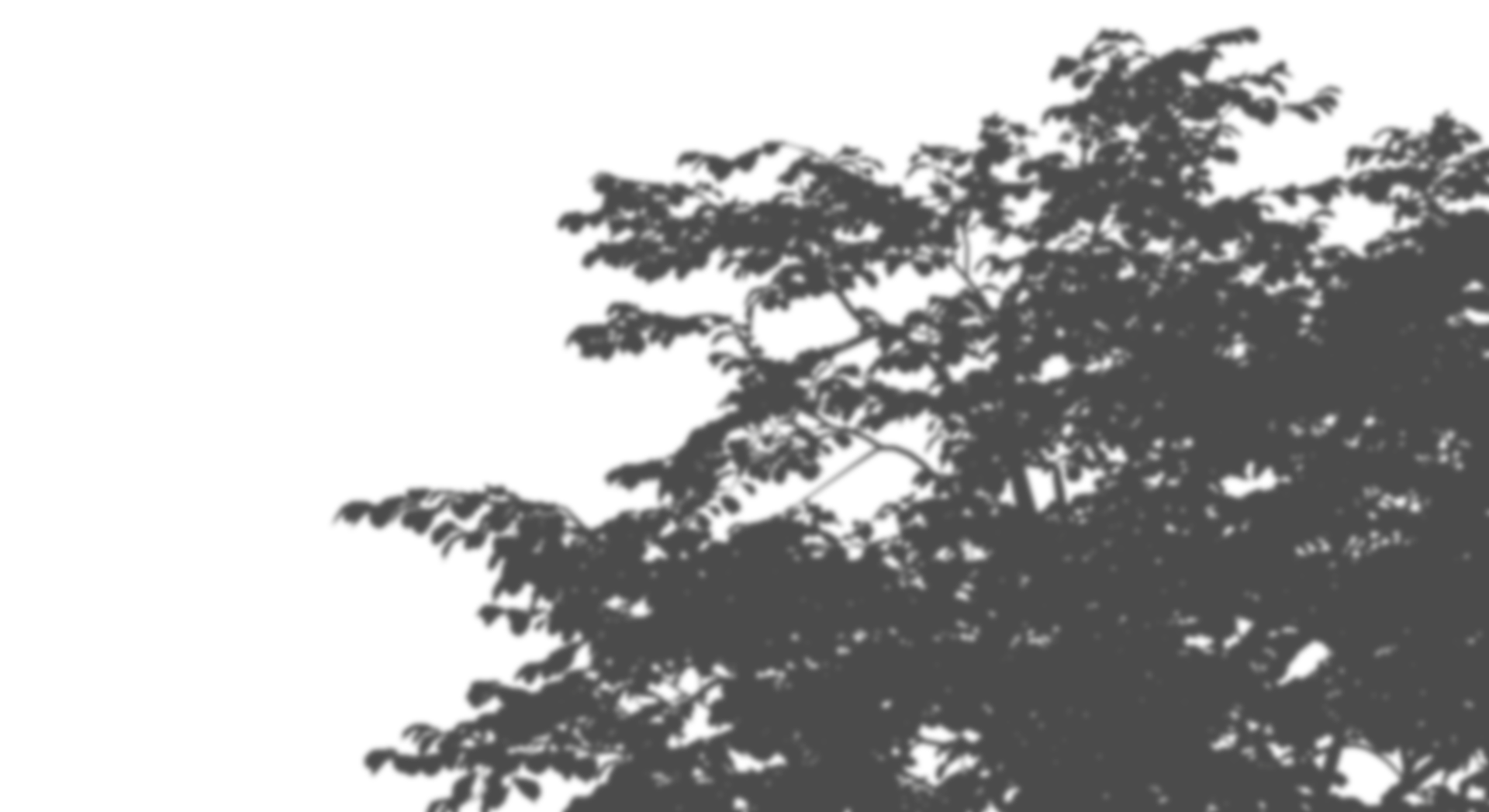 Nature tree leaves shadow sun light shade cut out backgrounds 3d ...