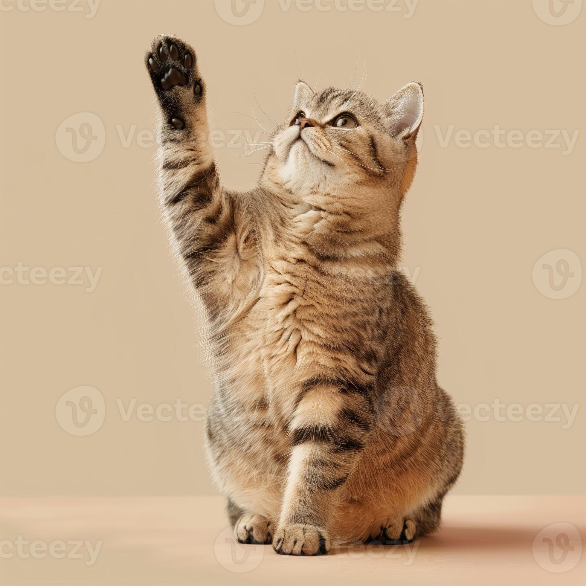 AI generated A cat sitting on a light pastel background, cat's eyes ...