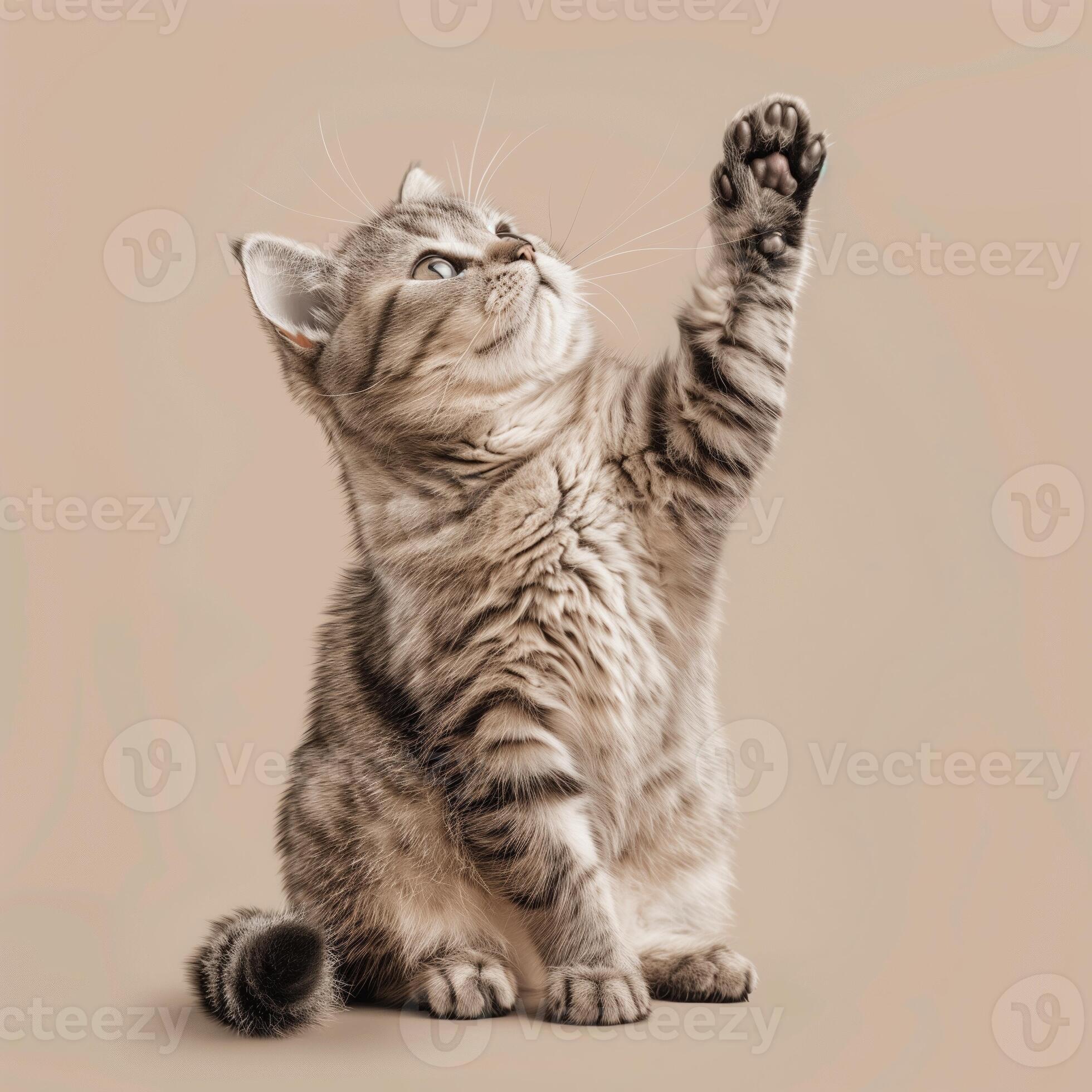 AI generated A cat sitting on a light pastel background, cat's eyes ...