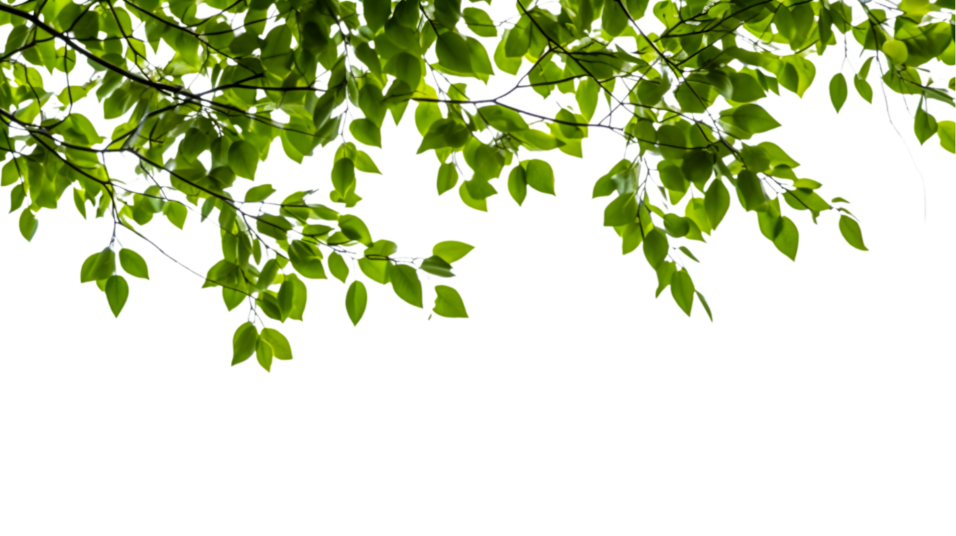 green leaves on a tree branch with a transparent background 42888351 PNG