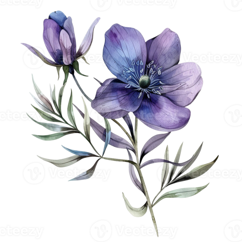 watercolor wild flower, purple color 42901857 PNG watercolor wild flower, purple color 42901857 PNG