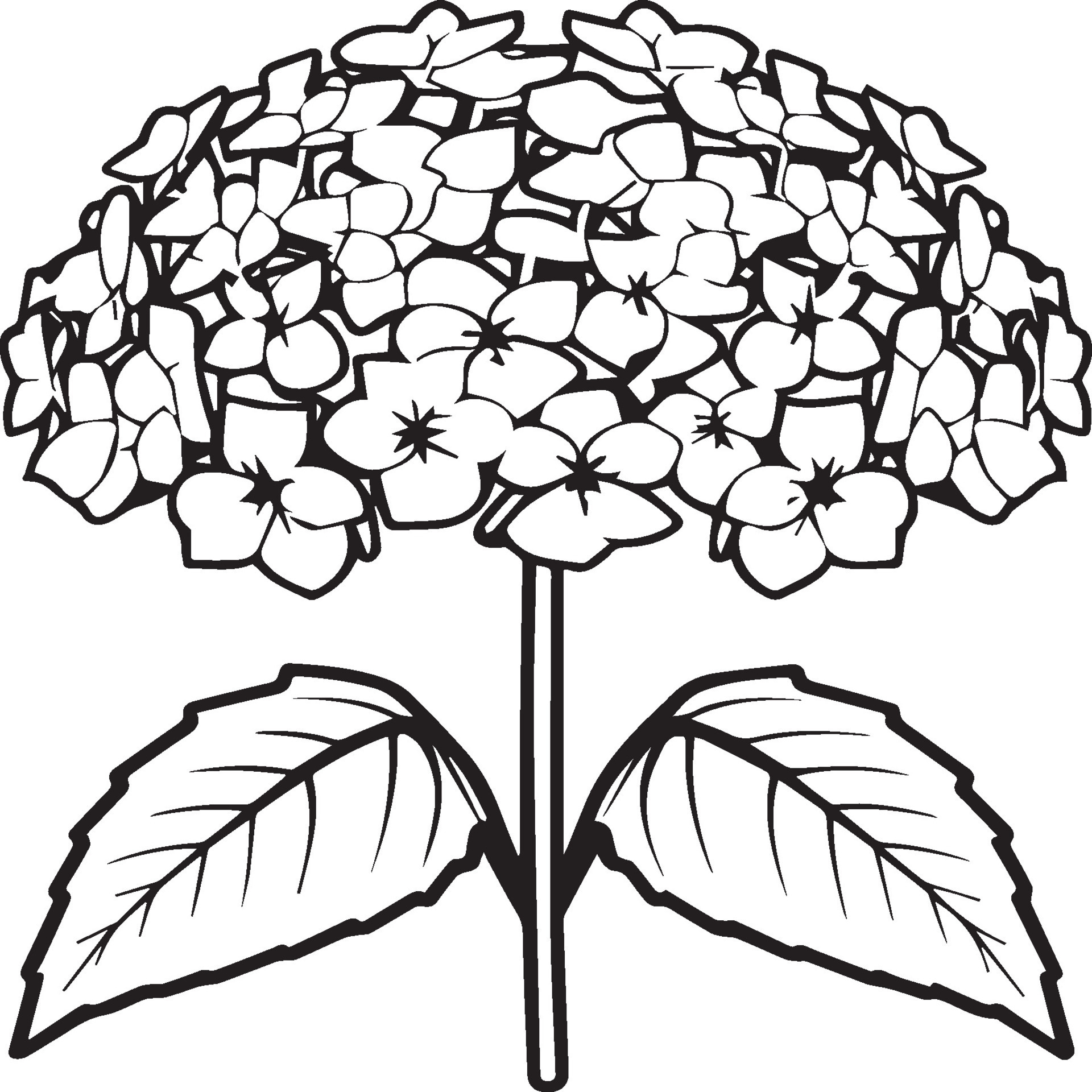 Hydrangea Coloring Pages Hydrangea Flower Outline For Coloring Book