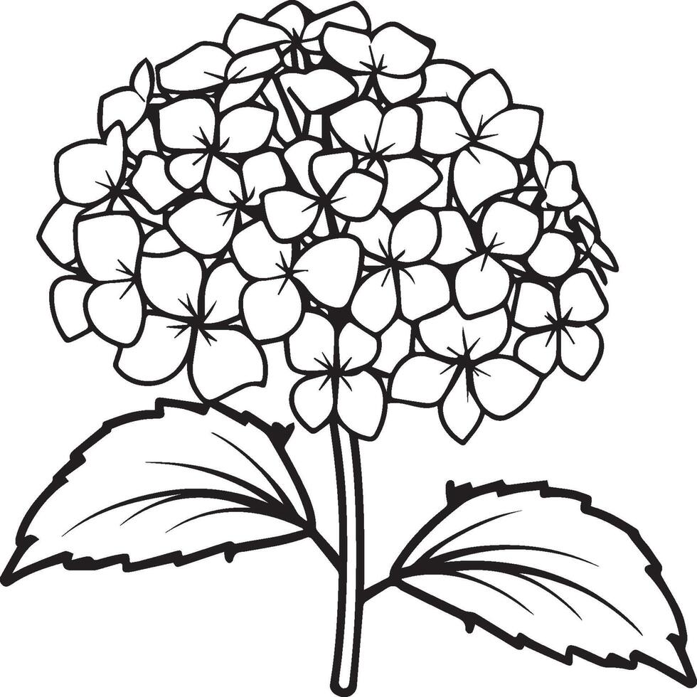 Hydrangea Coloring Pages Hydrangea Flower Outline For Coloring Book