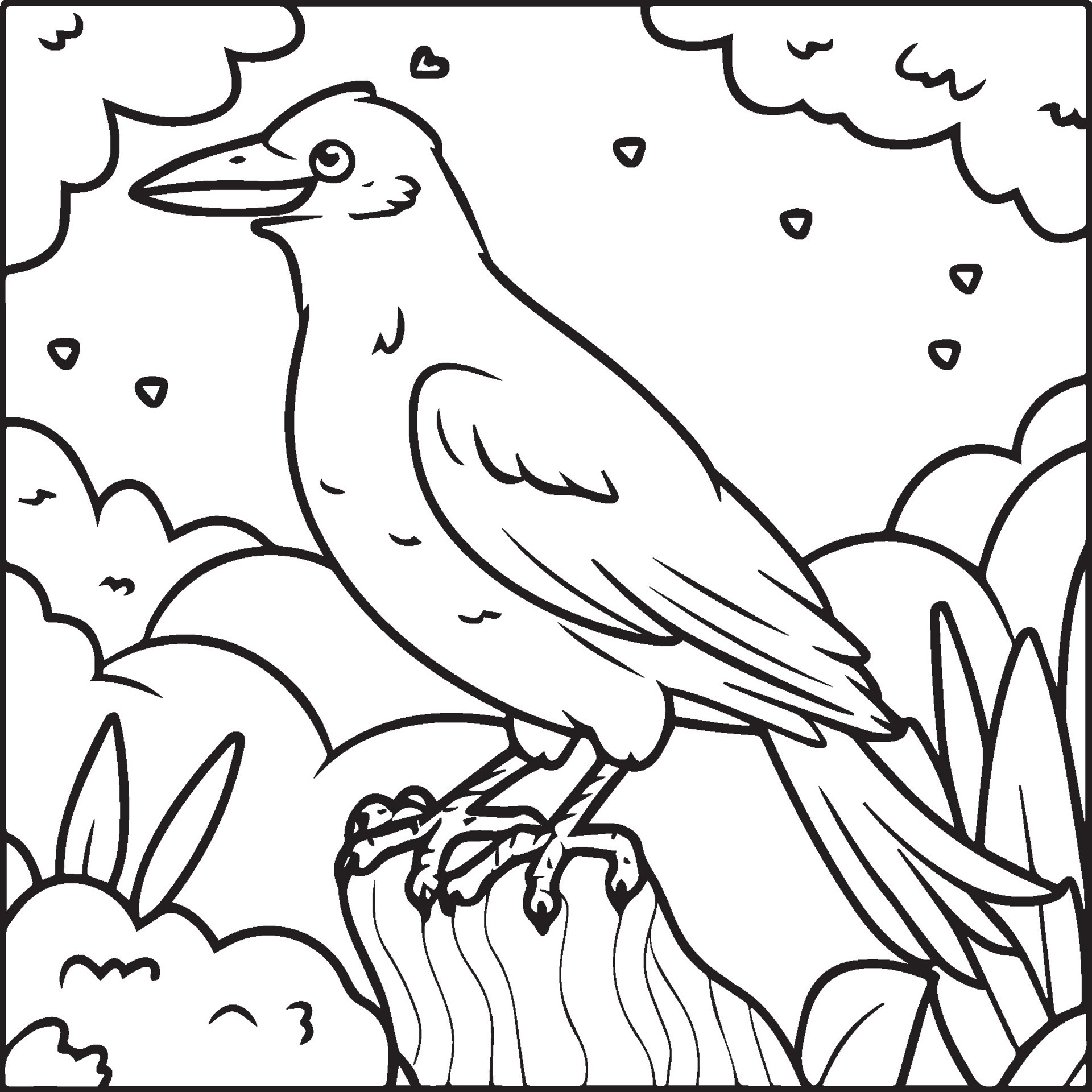 Cuervo Colorante Paginas Cuervo Pájaro Contorno Para Colorante Libro