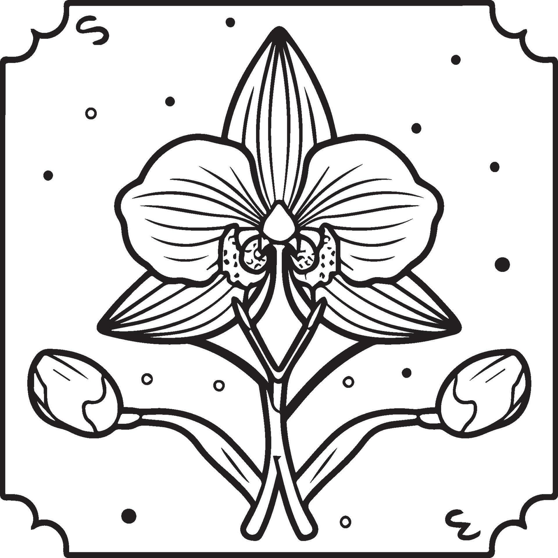 Orchid Flower Coloring Pages Orchid Flower Outline For Coloring Book