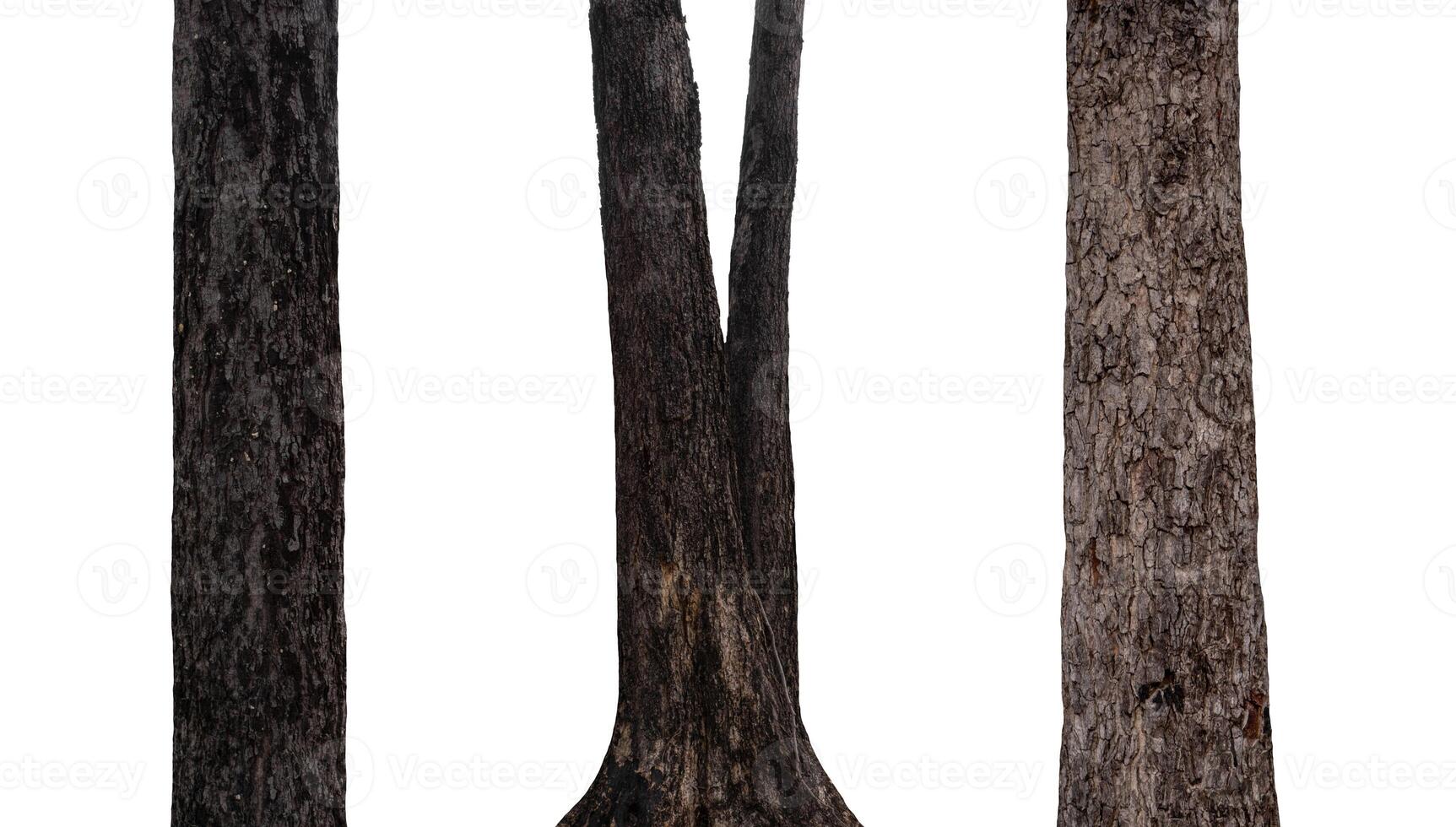 isolated tree trunk Collection on White background. 43036462 Stock Photo at Vecteezy