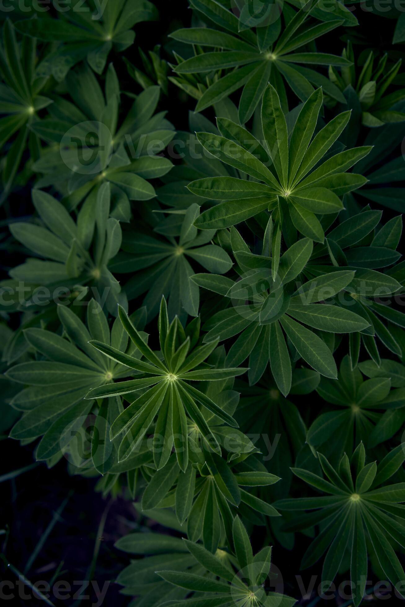 texture of lupine leaves in raindrops, smartphone background 43040600 ... texture of lupine leaves in raindrops, smartphone background 43040600 ...