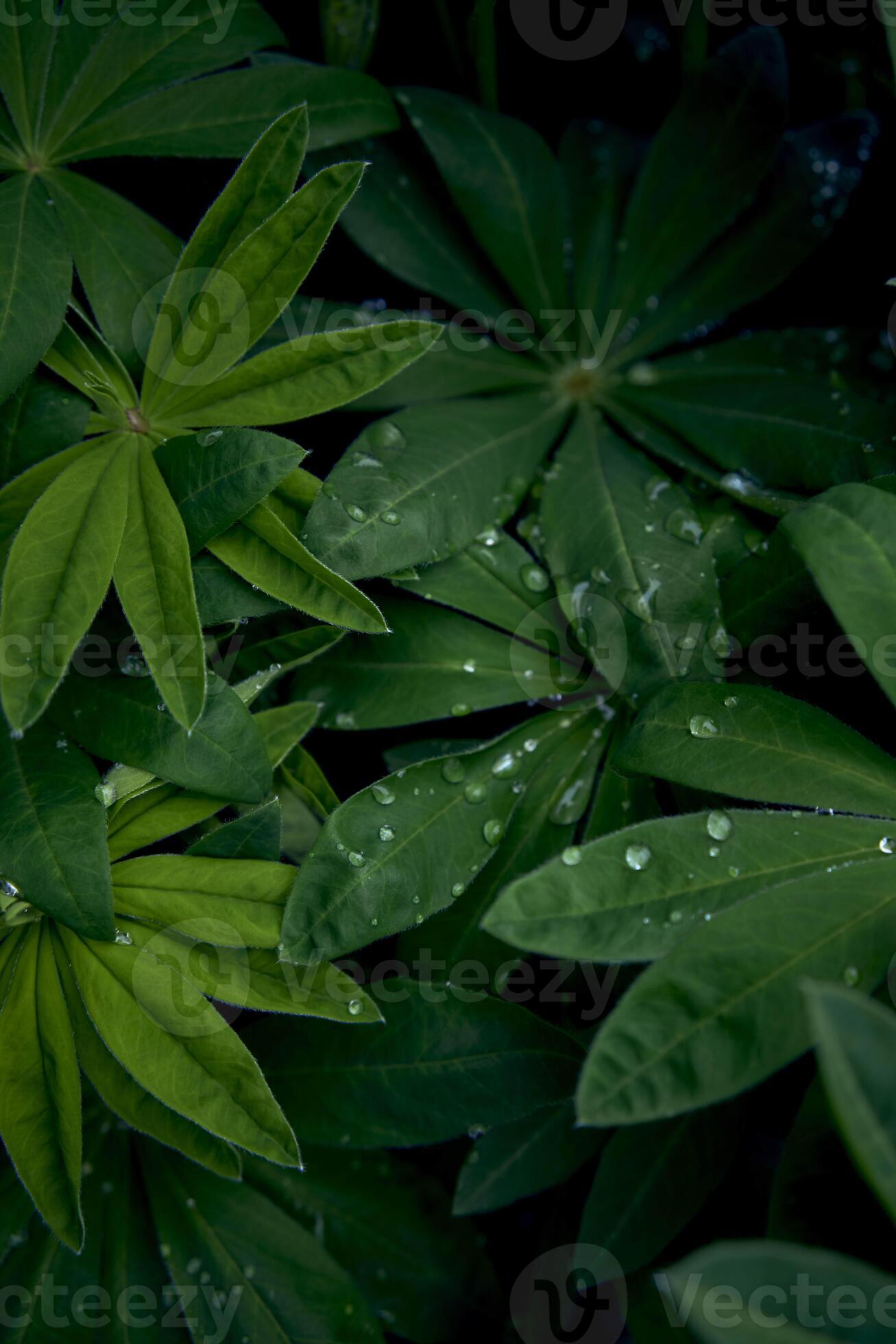 texture of lupine leaves in raindrops, smartphone background 43040657 ... texture of lupine leaves in raindrops, smartphone background 43040657 ...