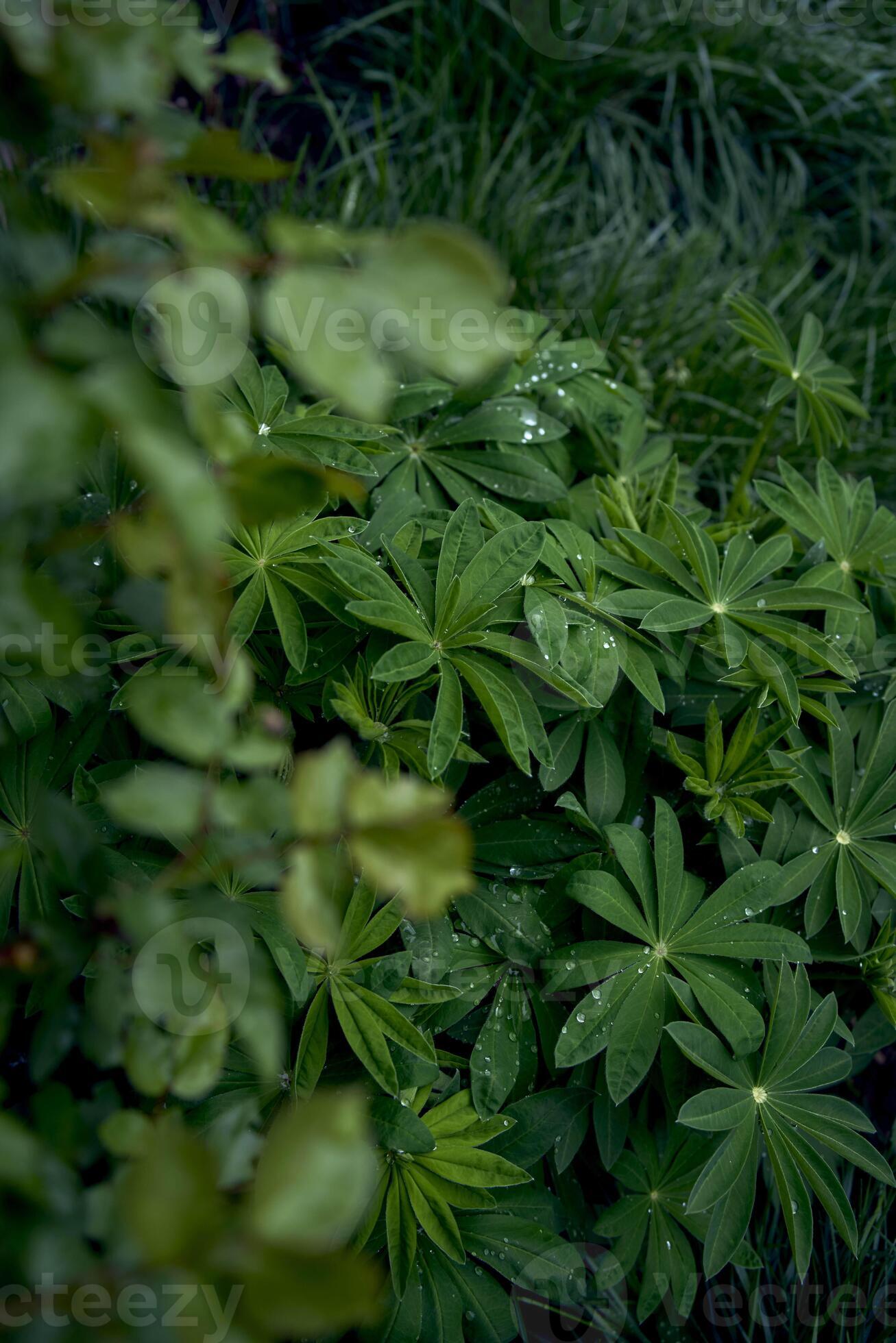 texture of lupine leaves in raindrops, smartphone background 43040671 ... texture of lupine leaves in raindrops, smartphone background 43040671 ...