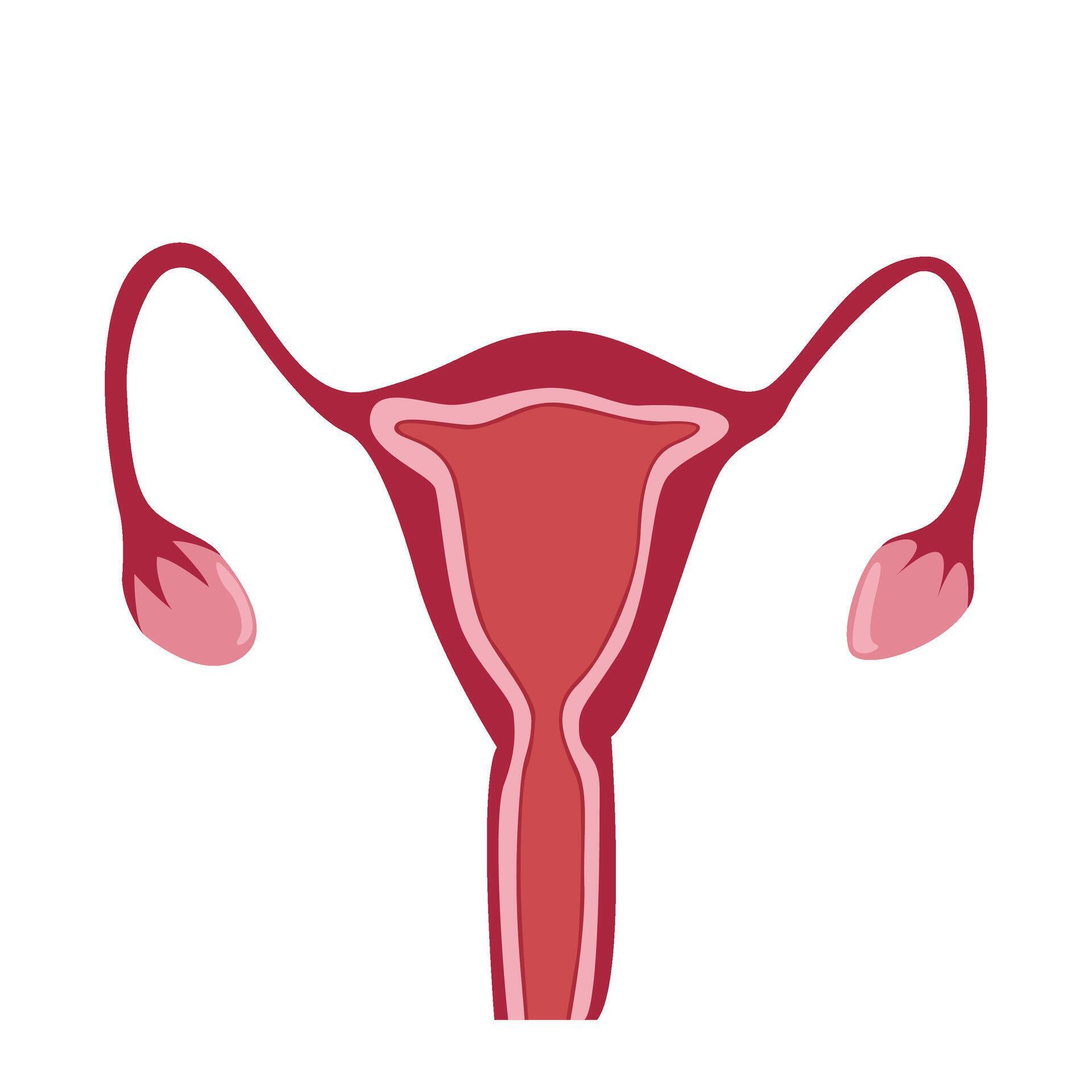 Female Reproduction Organ 43044277 Vector Art At Vecteezy