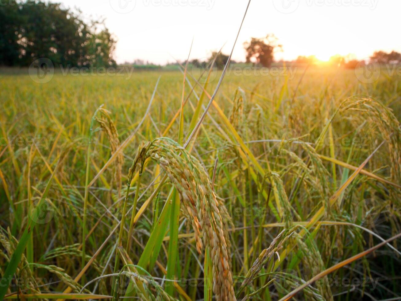 Morning rice field at sunrise 43057735 Stock Photo at Vecteezy