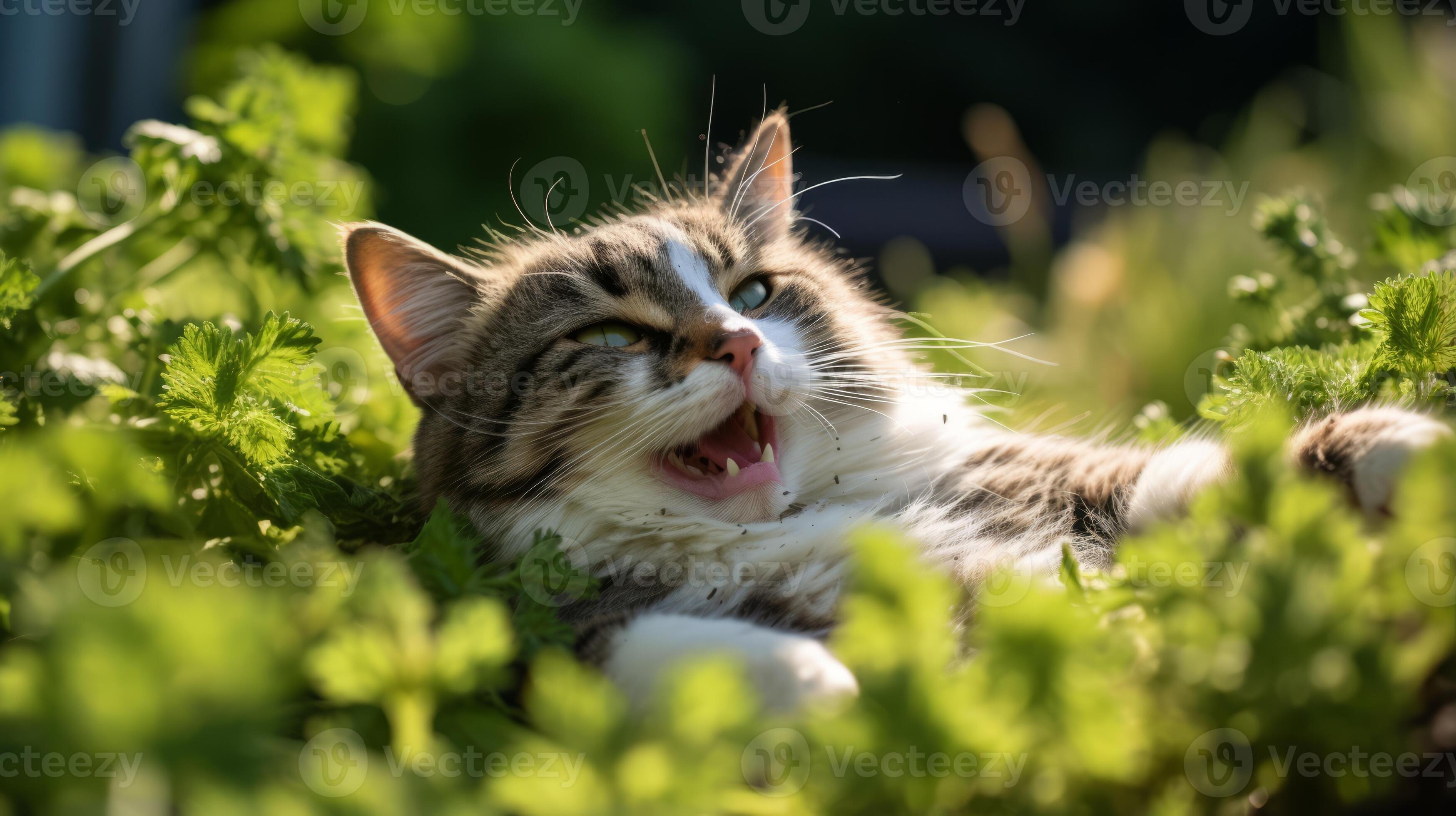 AI generated Cat's delightful catnip roll. Generative AI 43163002 Stock Photo at Vecteezy