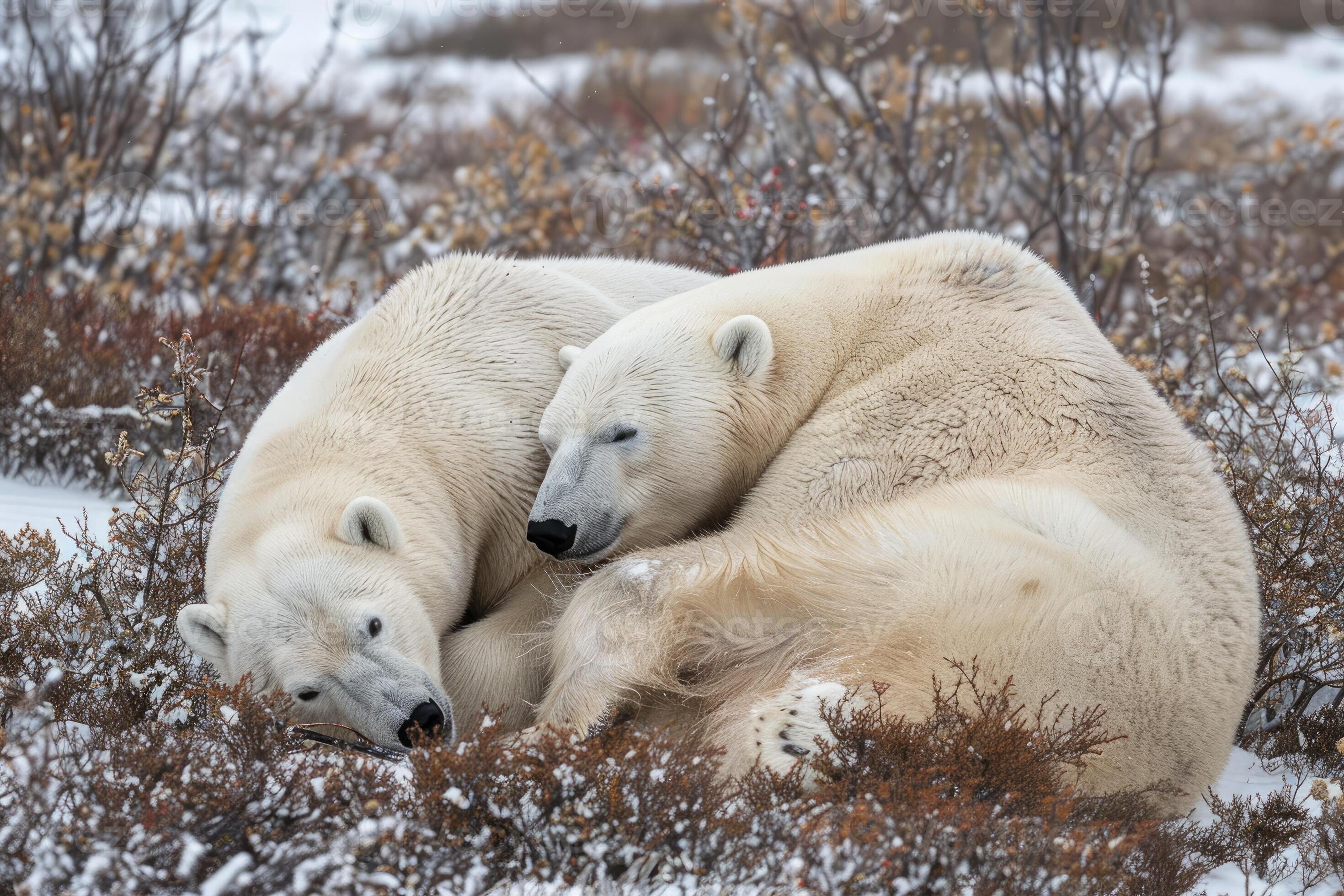 Two polar bears they are resting in the tundra. 43190692 Stock Photo at ...