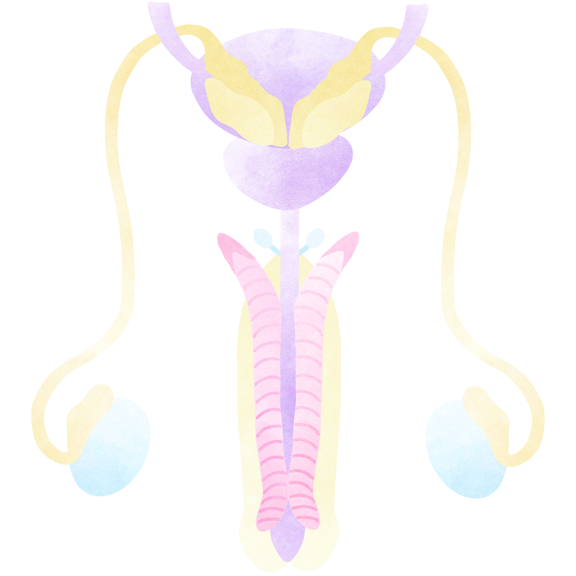 The Male Reproductive System Includes The External Genitals 43198174 Png