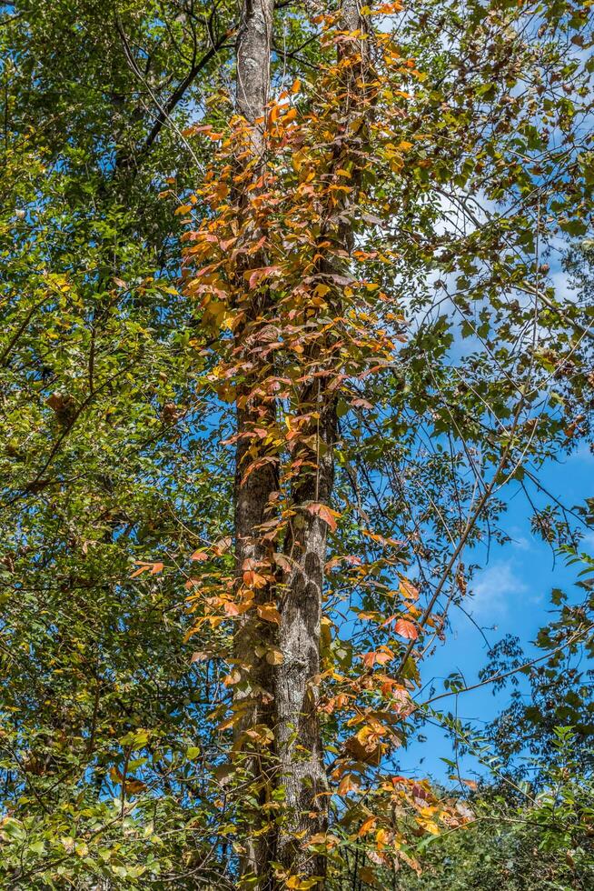 Poison ivy vine growing up a tree 43331078 Stock Photo at Vecteezy Poison ivy vine growing up a tree 43331078 Stock Photo at Vecteezy