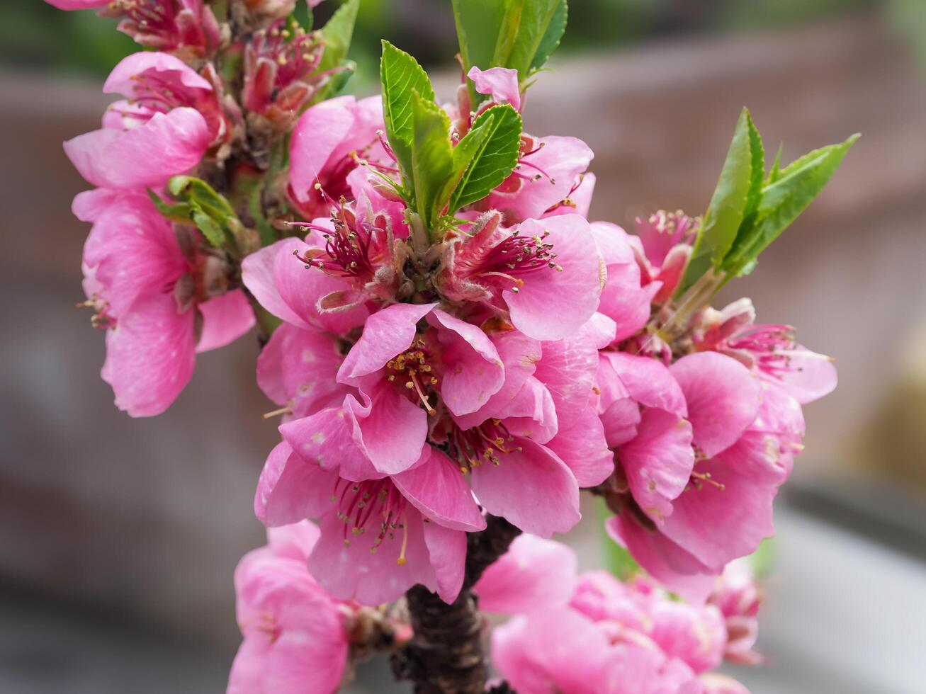 Pink nectarine blossom on a tree branch 43450375 Stock Photo at Vecteezy