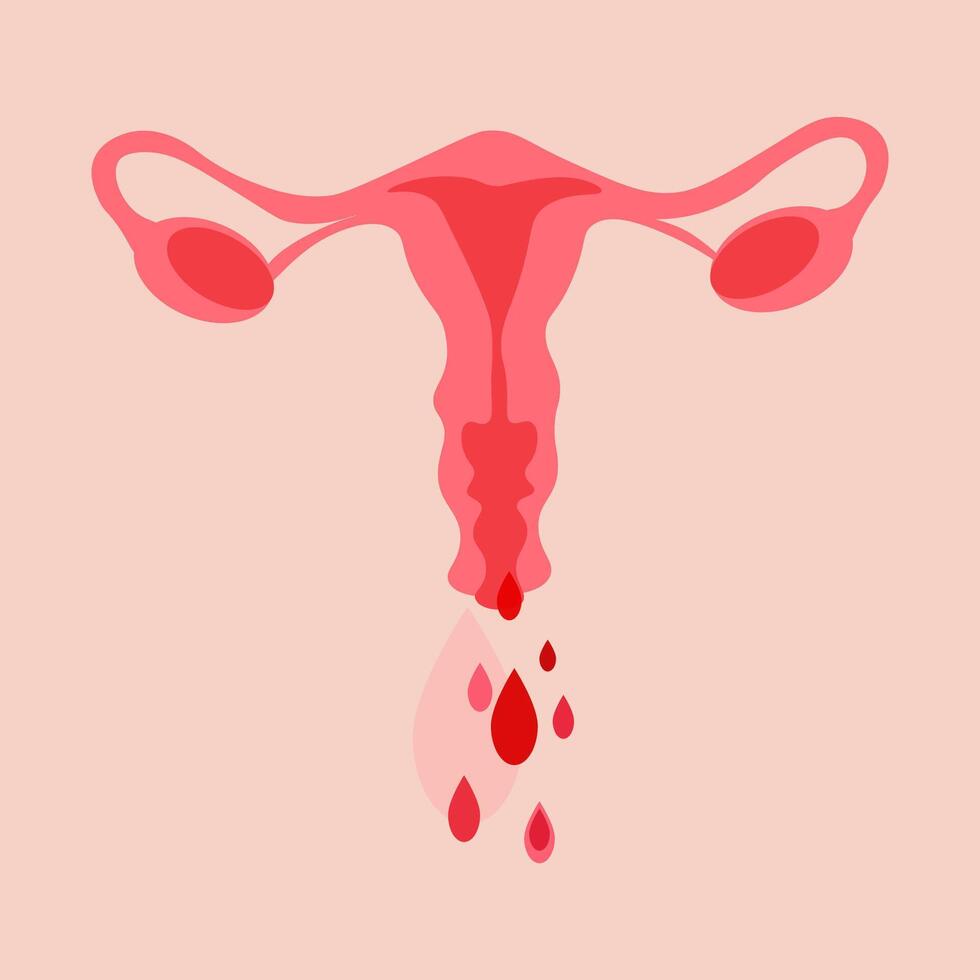Human Anatomy Female Reproductive System Female Reproductive Organs Organs Location Scheme