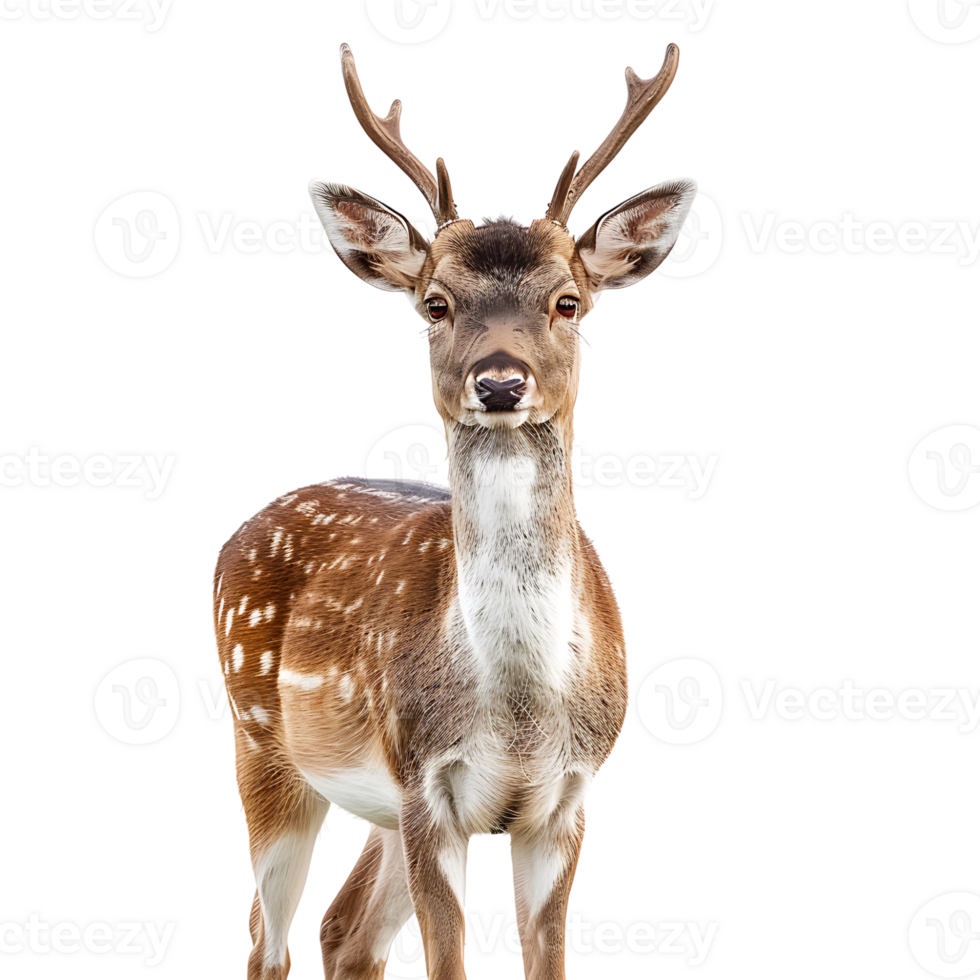 Deer full body shot on isolated transparent background 43555812 PNG