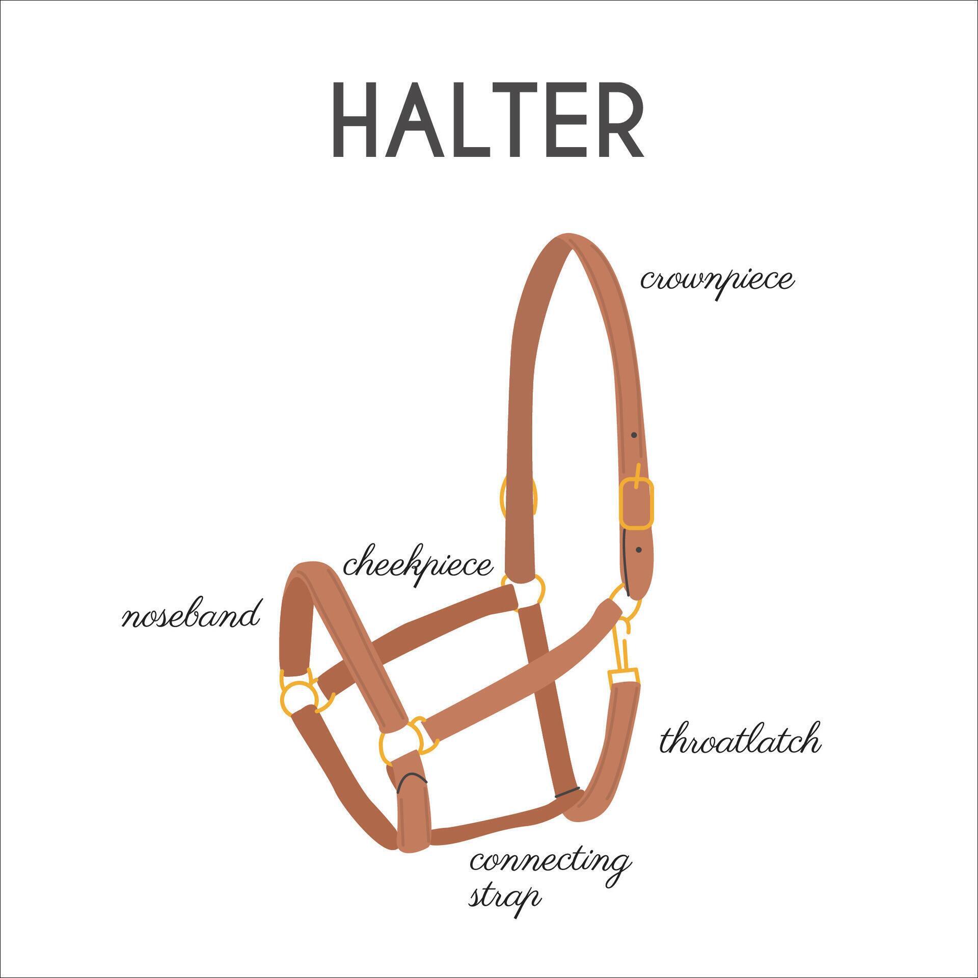 Horse Halter Parts. Infographic banner with detailed names. Stable equipment. Equestrian leather ...