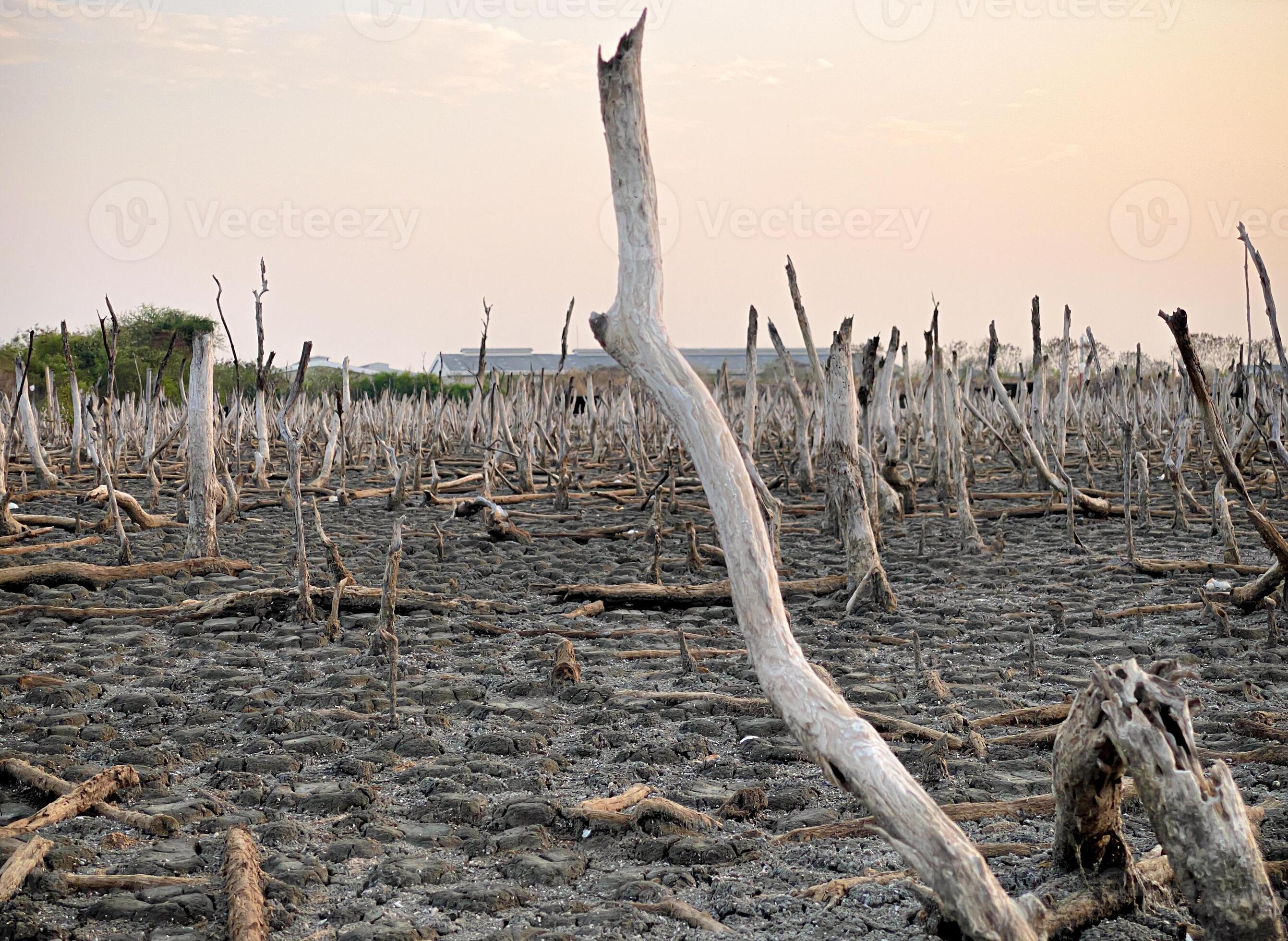 Destroyed mangrove forest scenery, Mangrove forests are destroyed and ... Destroyed mangrove forest scenery, Mangrove forests are destroyed and ...