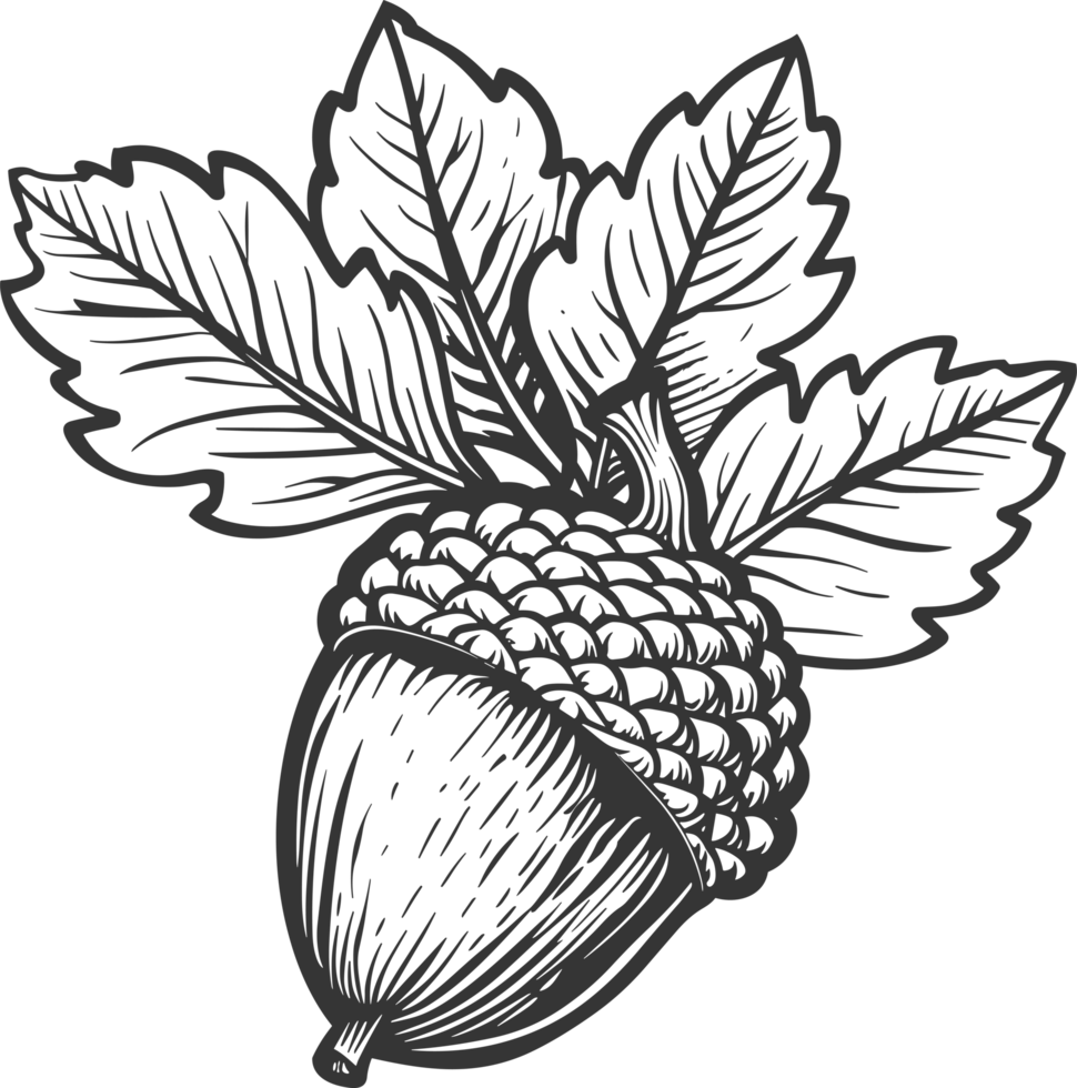 Acorn clipart design illustration 43809490 PNG Acorn clipart design illustration 43809490 PNG