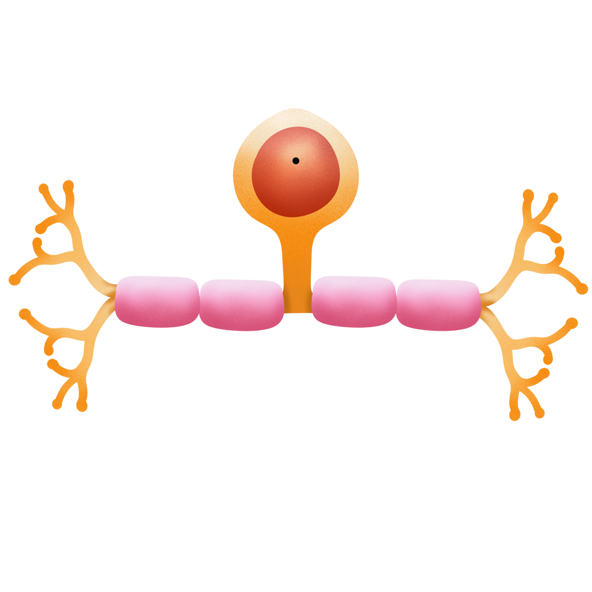Unipolar Neuron Structure Illustration 43848571 Png