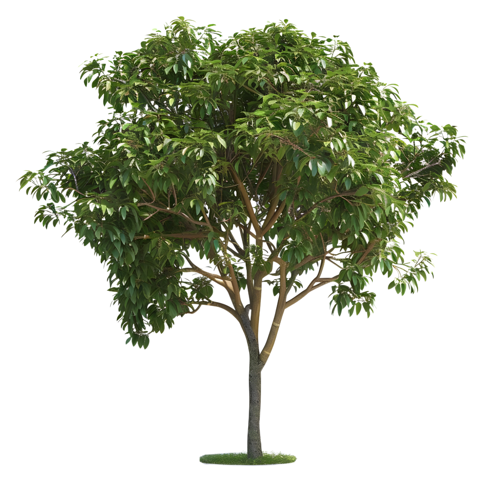 3D Rendering of a Green Tree on Transparent Background 44017603 PNG