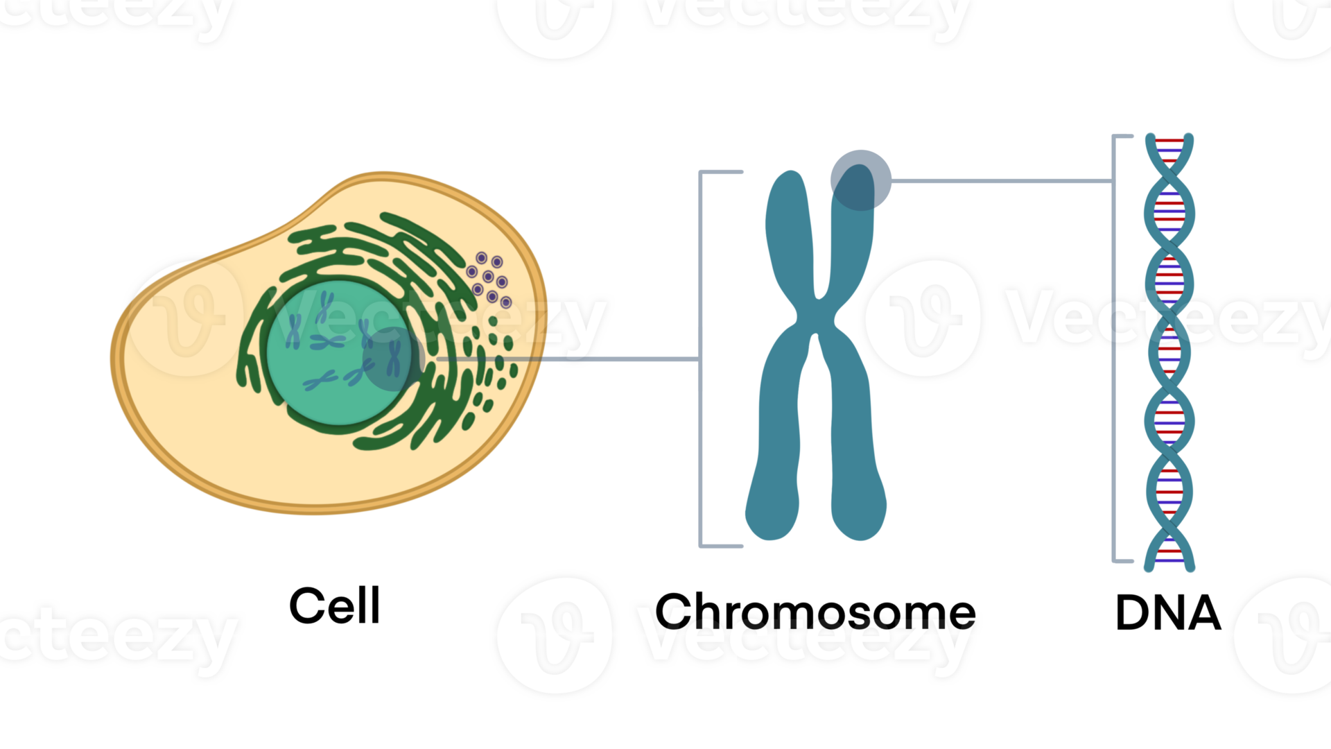 From Gene to DNA and Chromosome in cell structure, genome sequence, Cell, Chromosome, DNA and ...