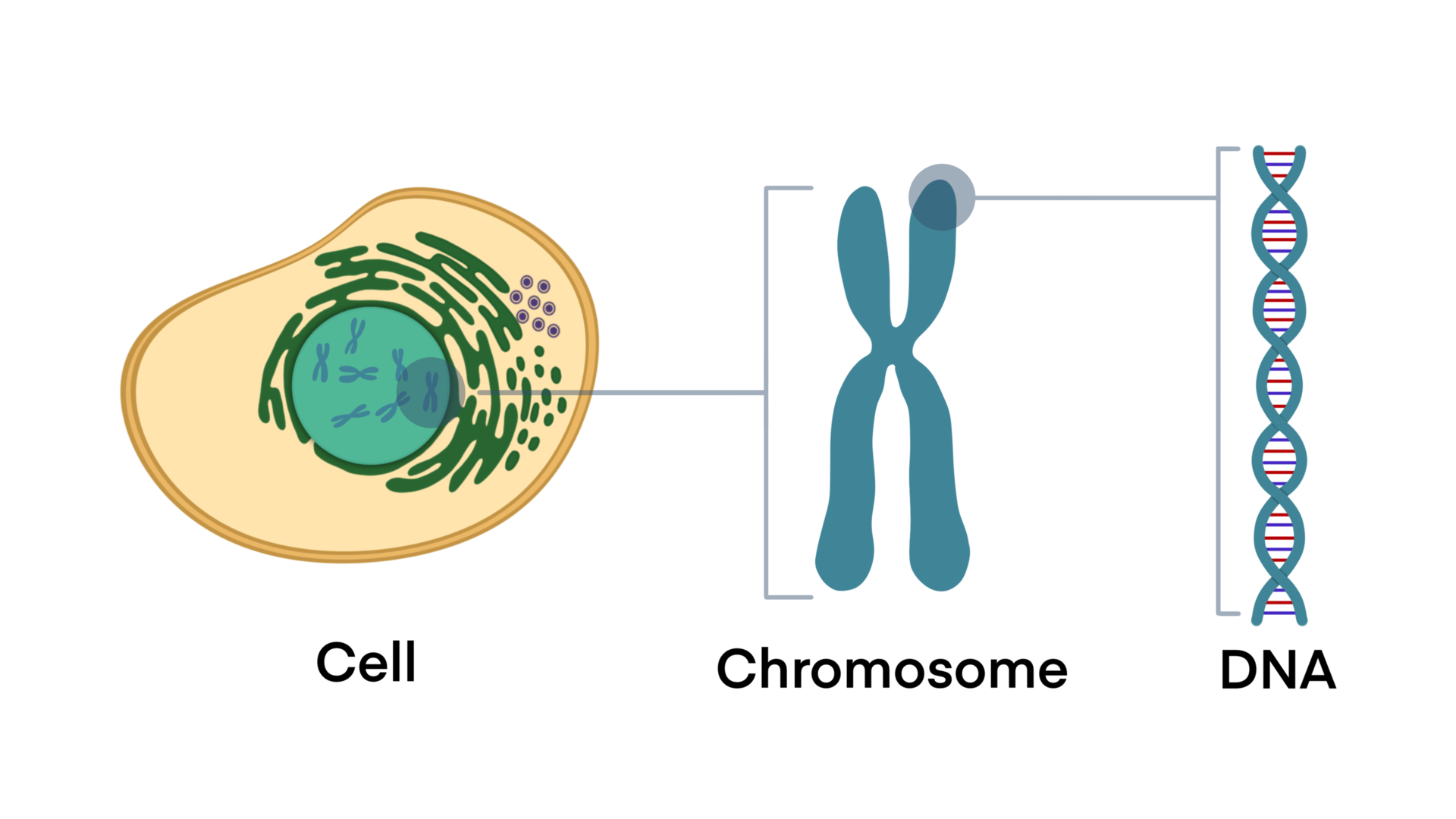 From Gene to DNA and Chromosome in cell structure, genome sequence ... From Gene to DNA and Chromosome in cell structure, genome sequence ...