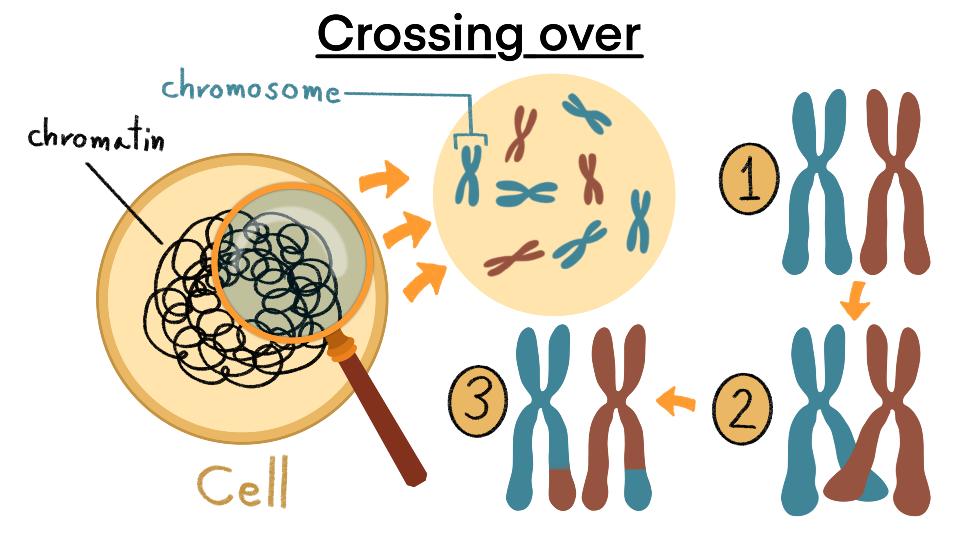 Chromosomal Crossover Crossing Over Chromosomes And Homologous
