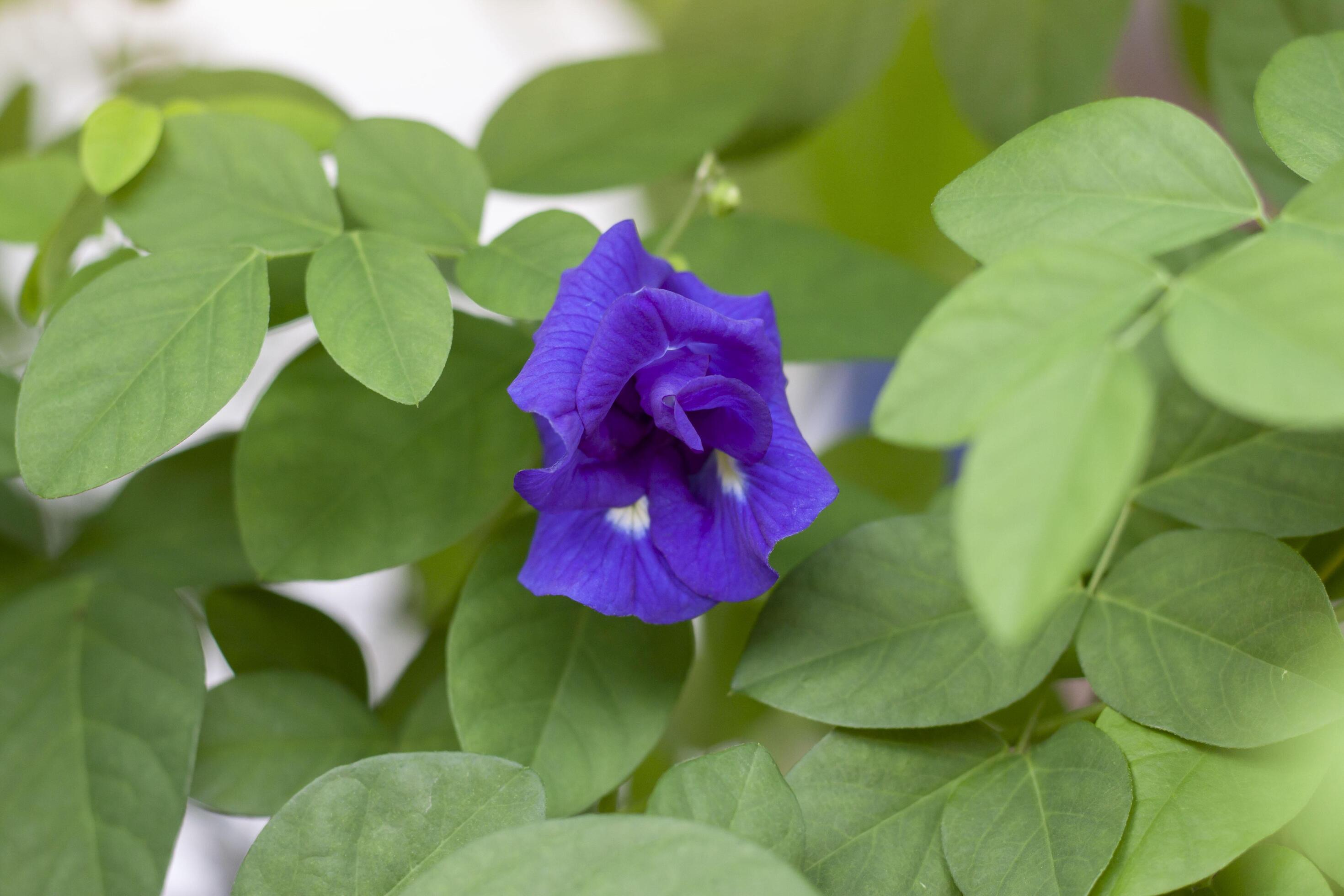 Butterfly pea flowers or pea flowers bloom on tree with sunlight have nutritional benefits. And ...