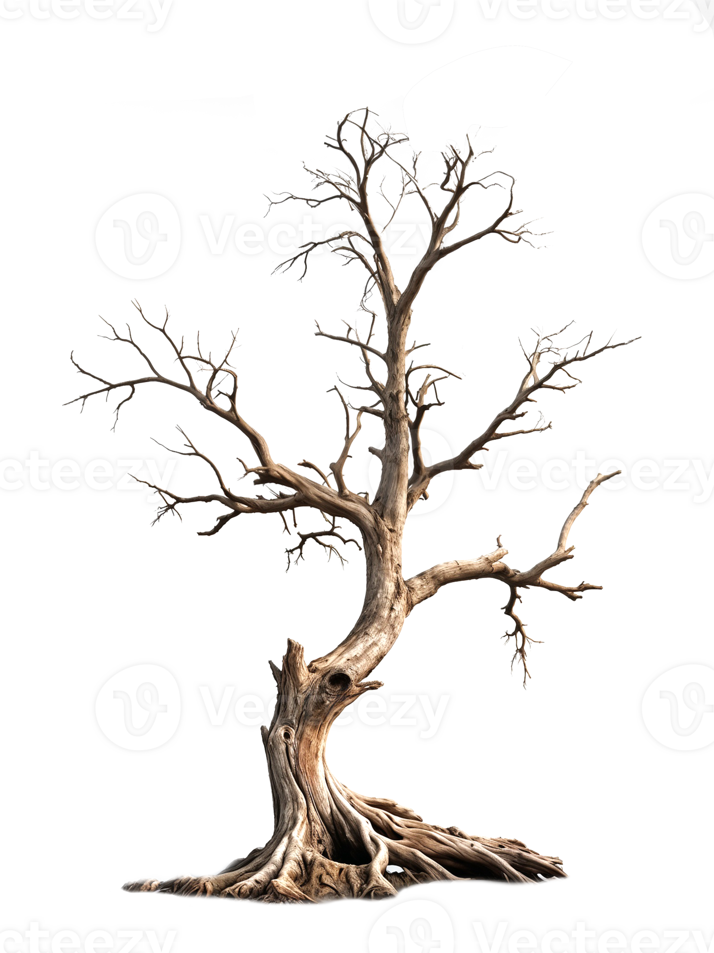 dead tree on transparent background 44183905 PNG