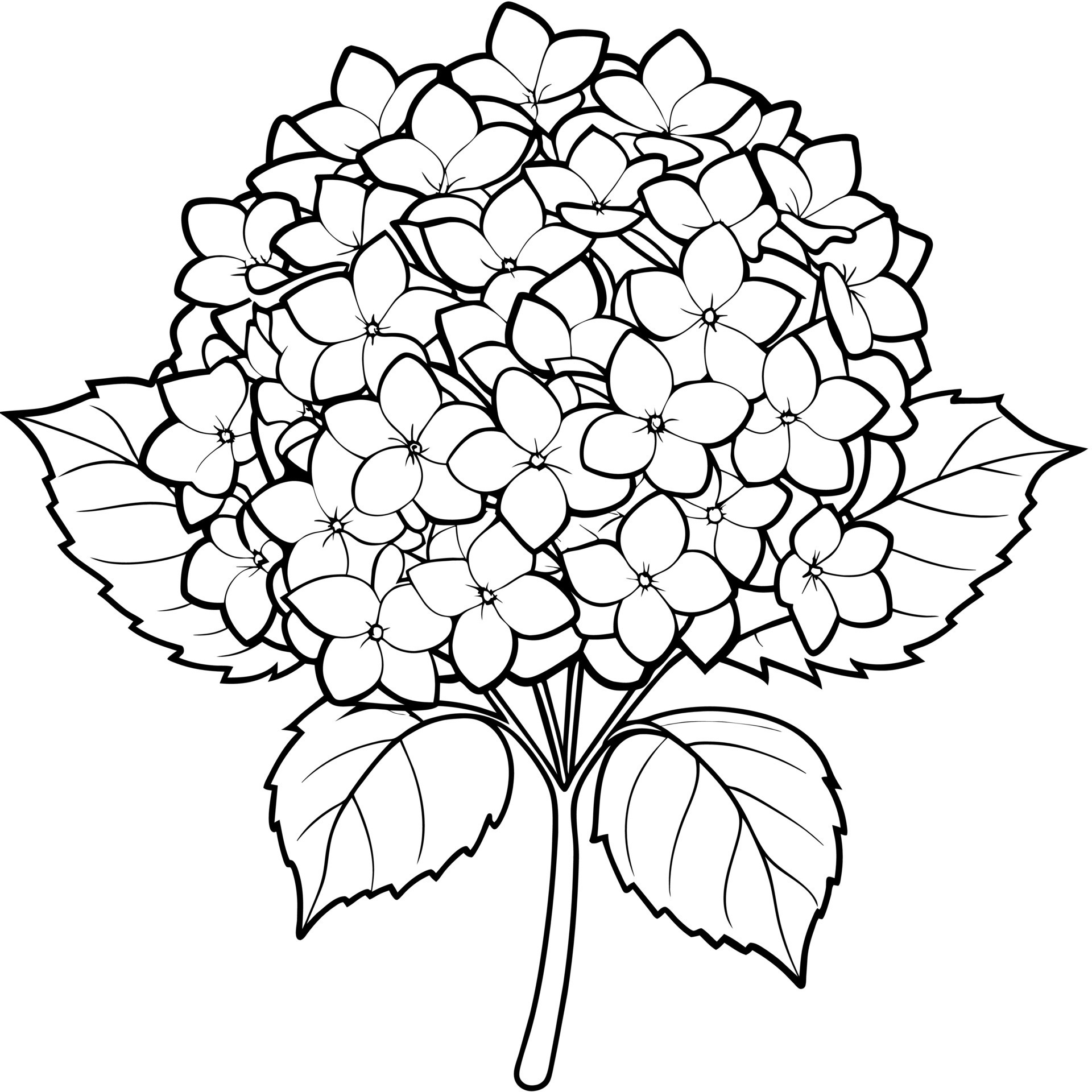 Hydrangea Flower Bouquet Outline Illustration Coloring Book Page Design