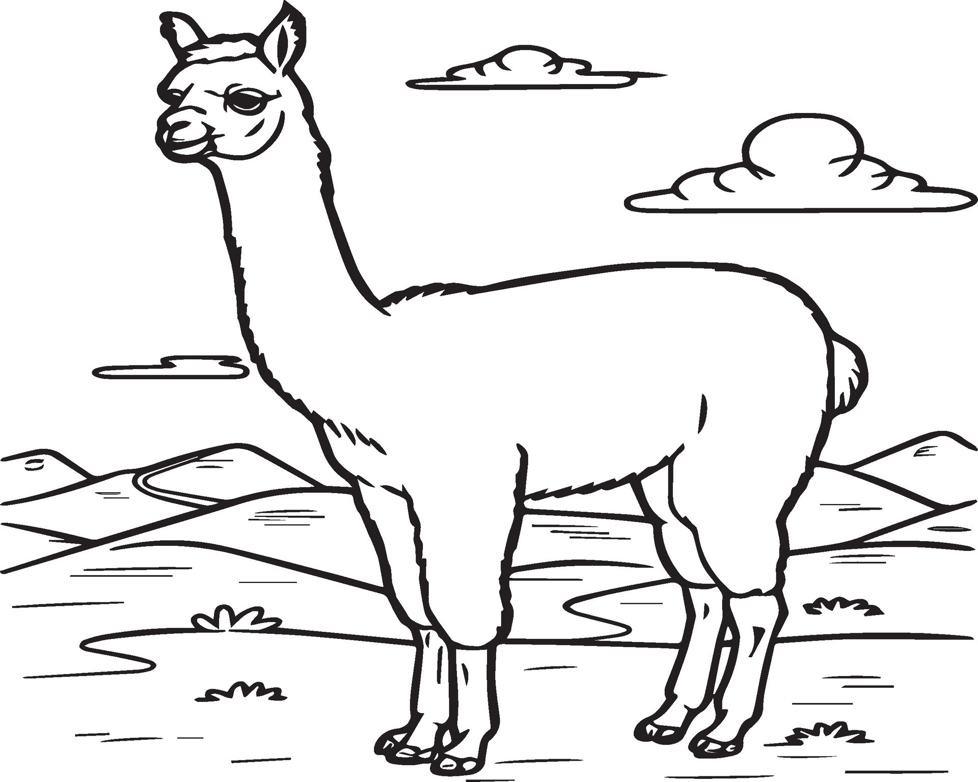 Alpaca coloring pages. Alpaca animal outline for coloring book. Animals ...