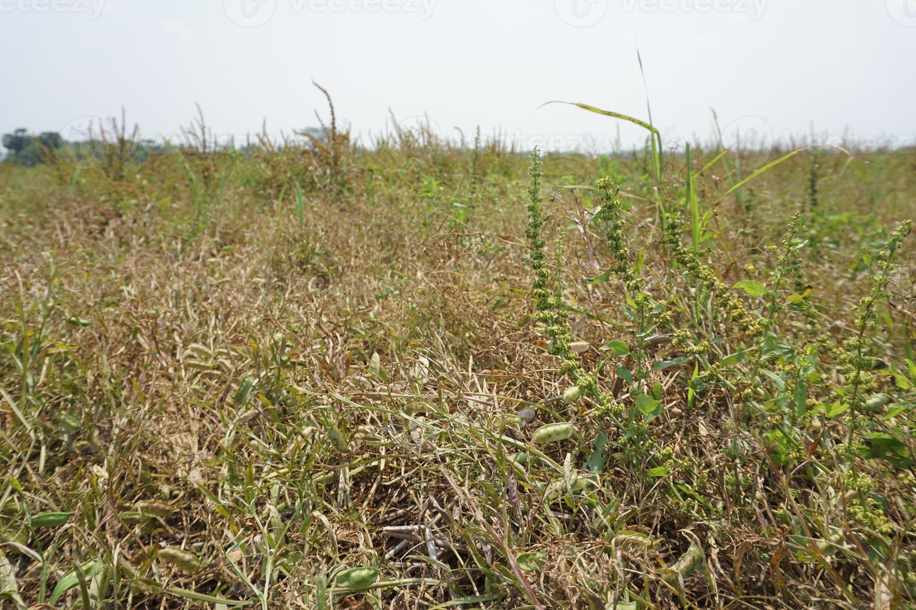 a field of weeds with brown plants in the middle 44284577 Stock Photo ...