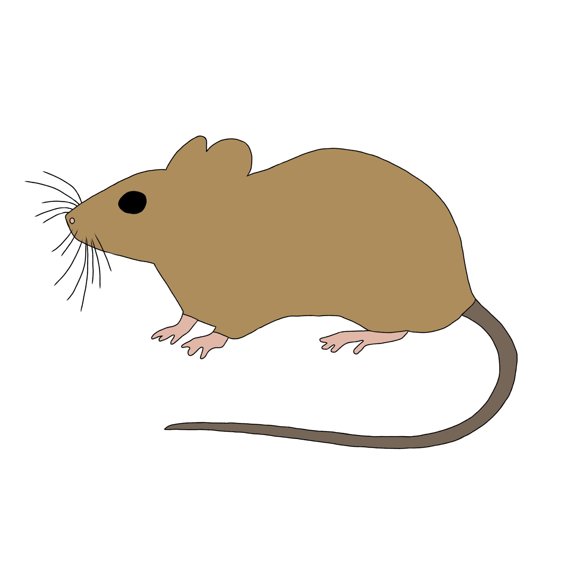 Mouse Outline Mouse Illustration Hand Drawn Mouse 44315226 Png