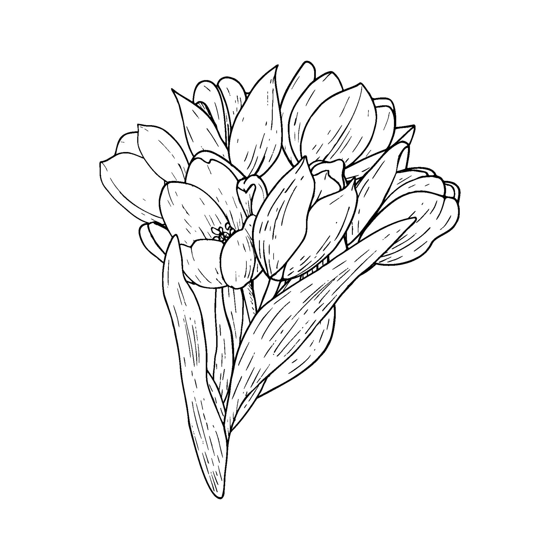 Tulip Flower Bouquet Illustration Curved Leaves Bulb Head Black Outline Graphic Drawing