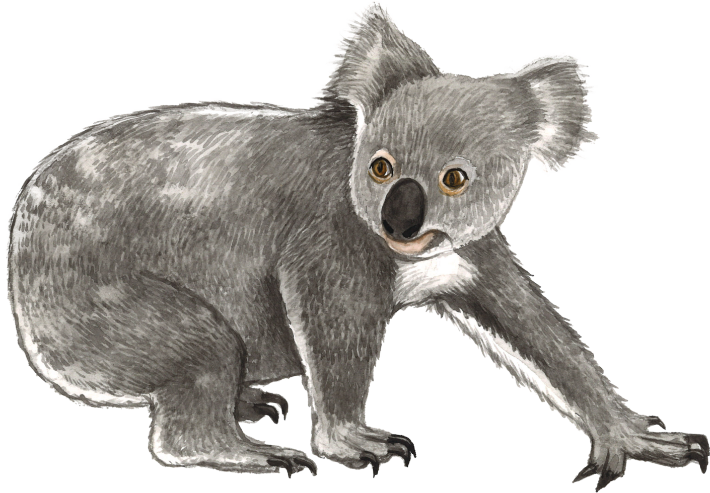 koala bear watercolor animal hand paint realistic animal 44427070 PNG