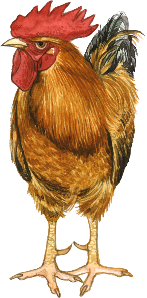 Chicken watercolor animal hand paint realistic animal 44427072 PNG