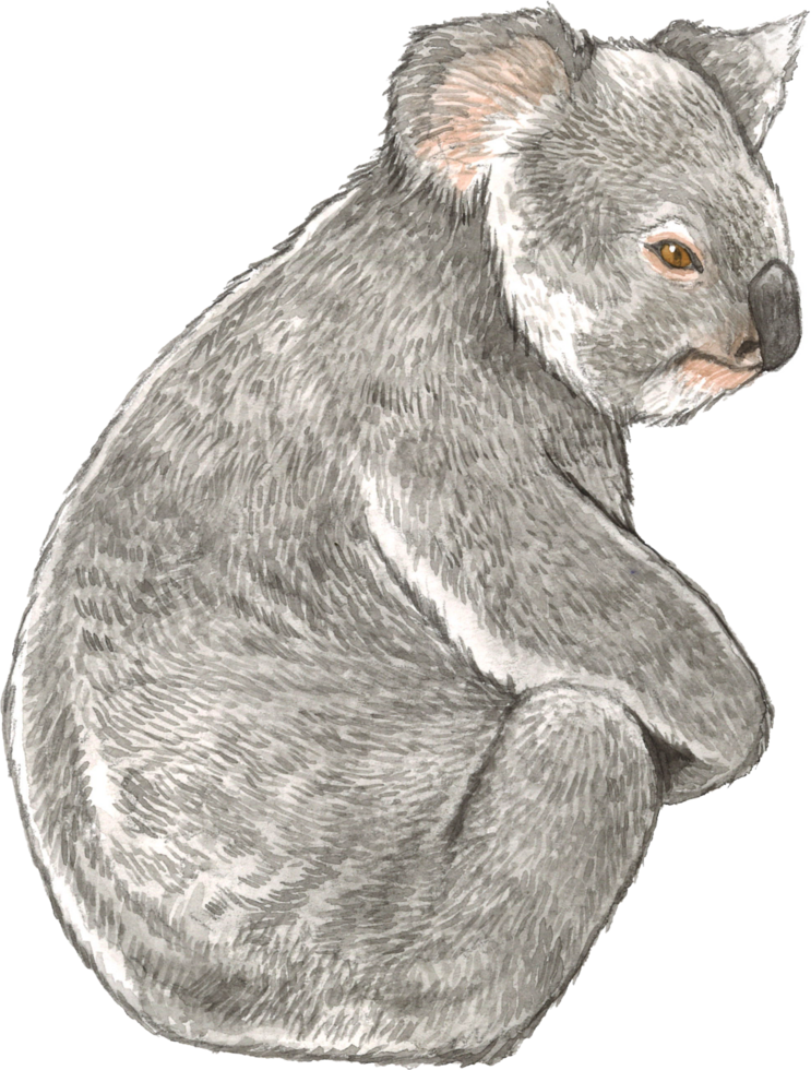 koala bear watercolor animal hand paint realistic animal 44427105 PNG
