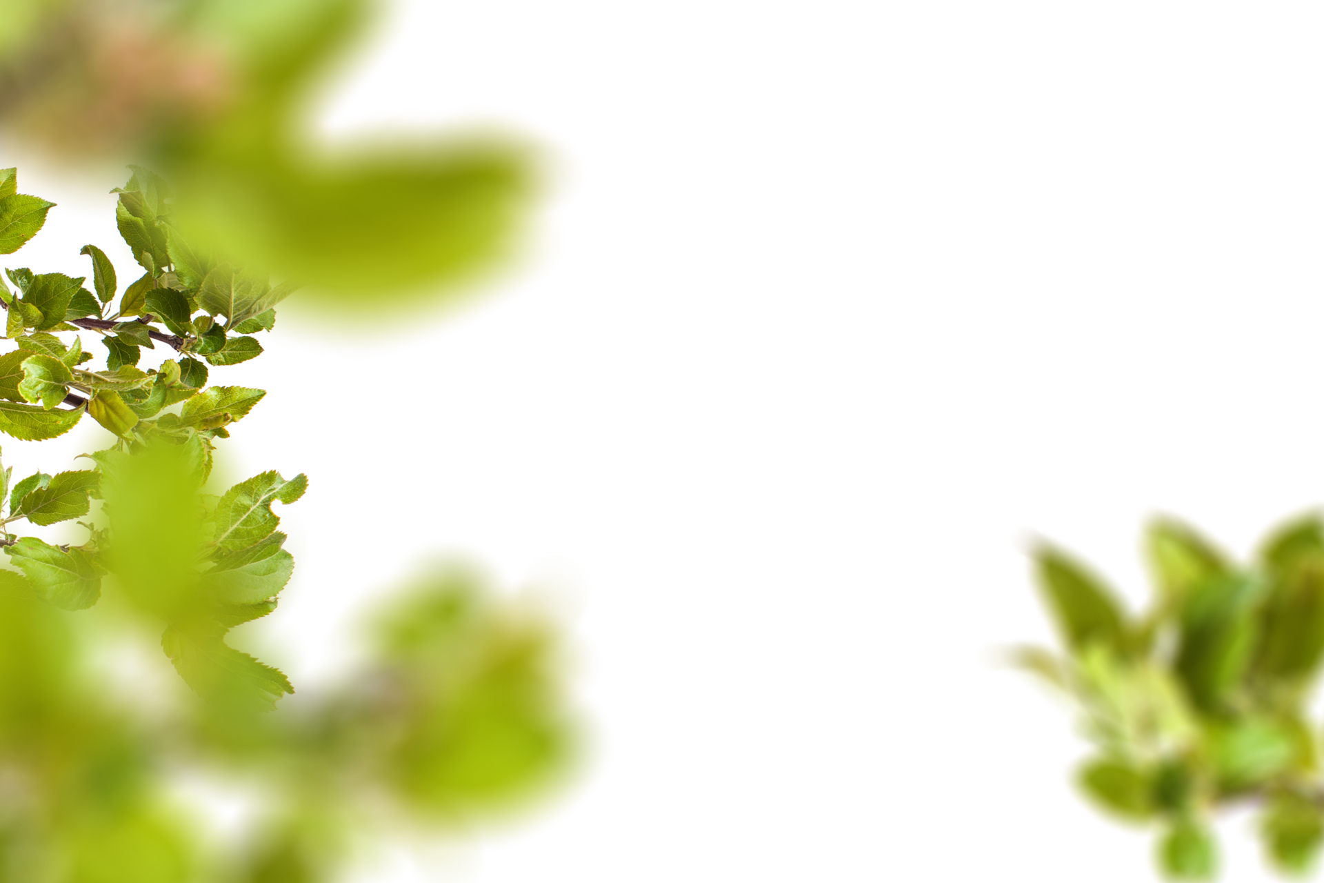 folhas dentro primeiro plano com fundo 44449263 PNG