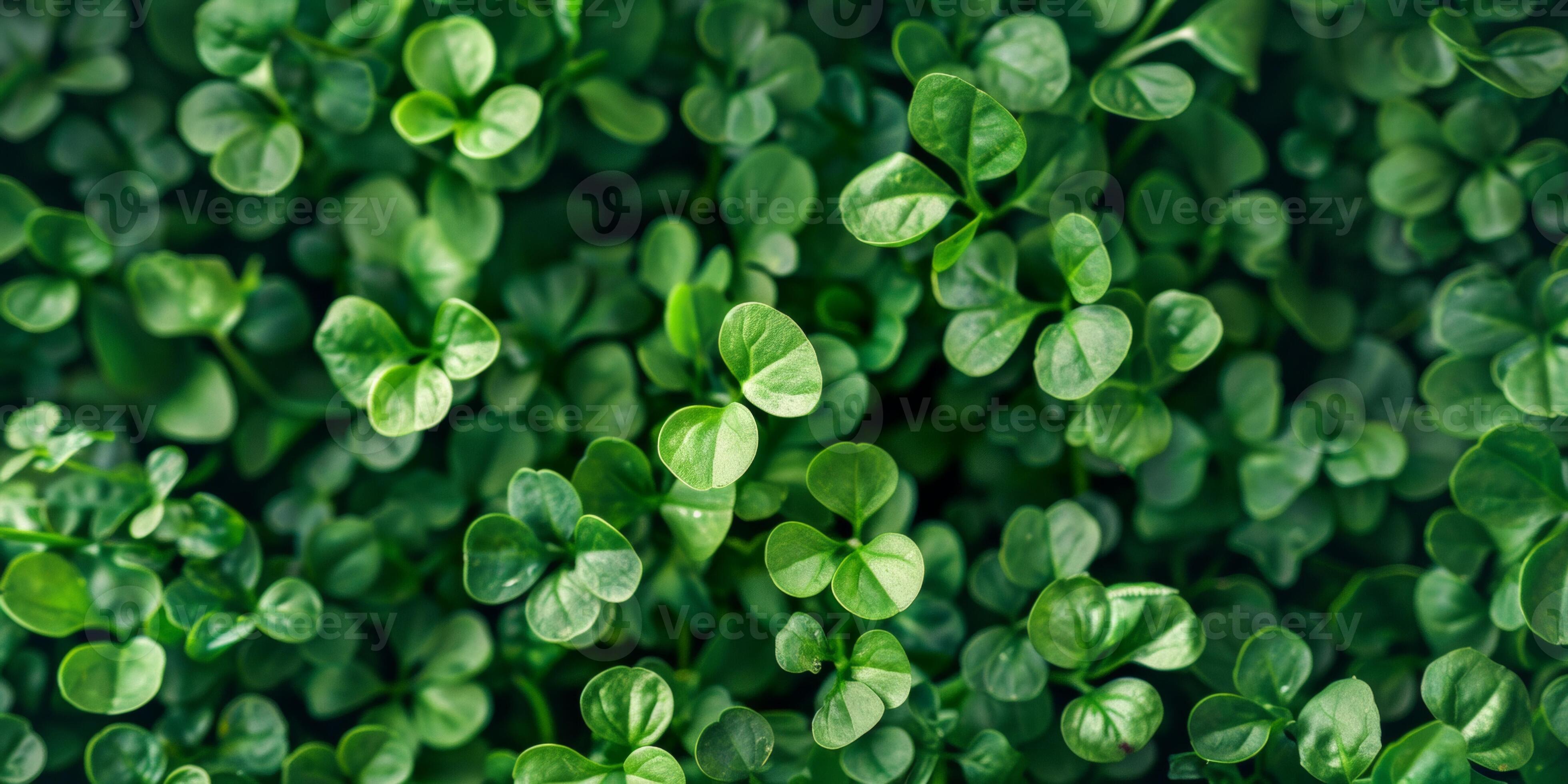 clover pattern texture Saint Patrick 44535554 Stock Photo at Vecteezy
