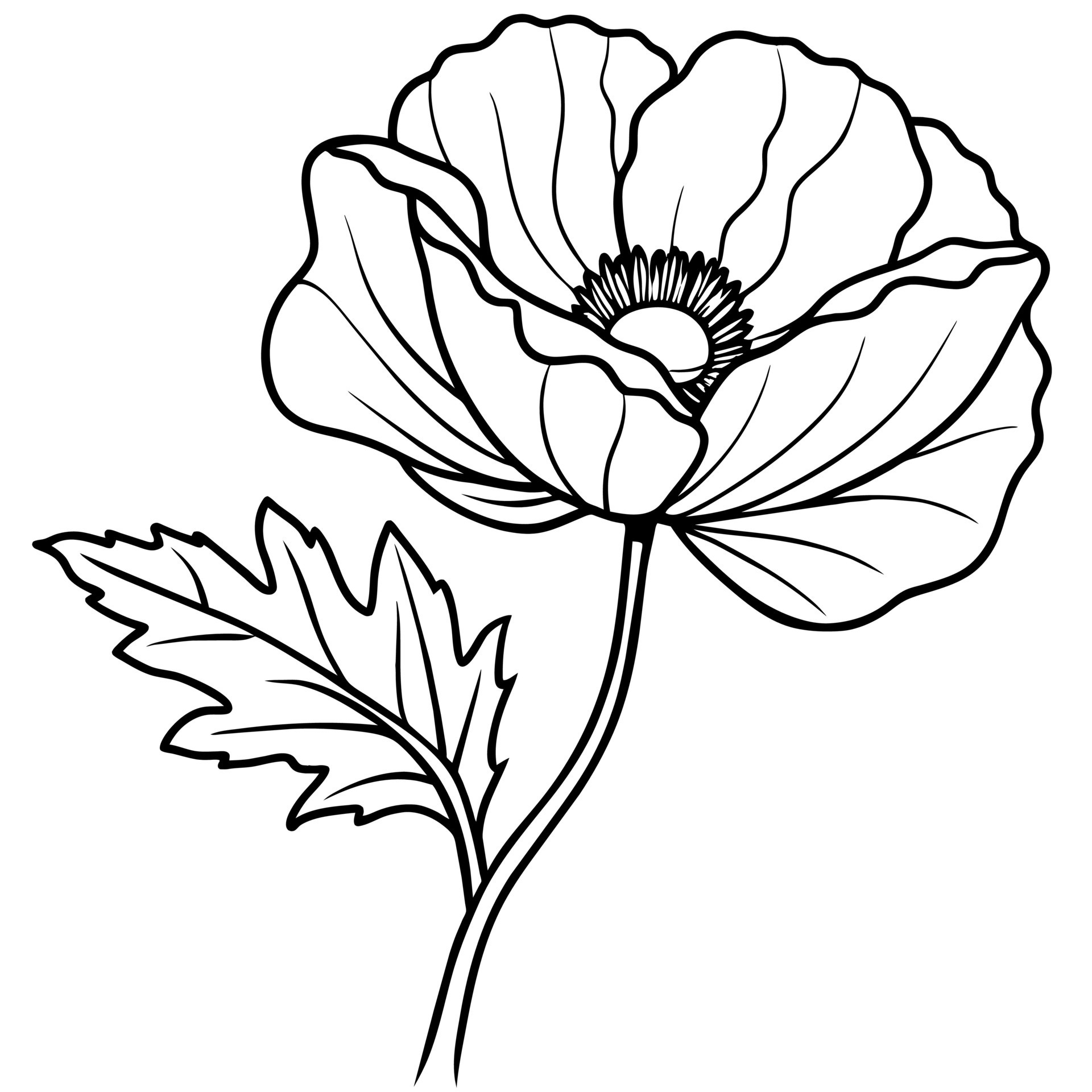 Poppy Flower outline illustration coloring book page design, Poppy Flower black and white line ...