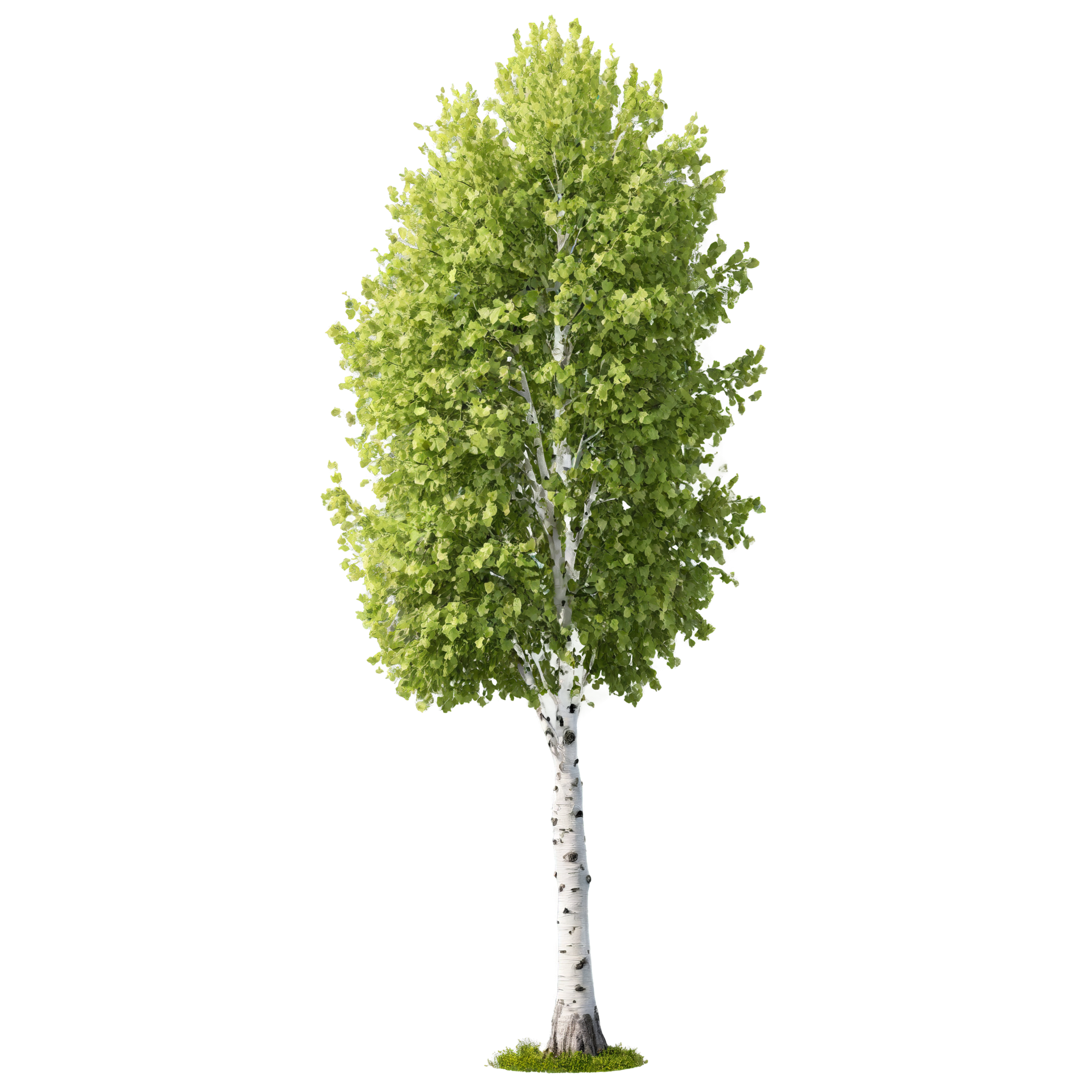 Poplar Tree Tall Tree With A Straight Trunk And Triangular Fluttering Leaves Populus Nigra Final
