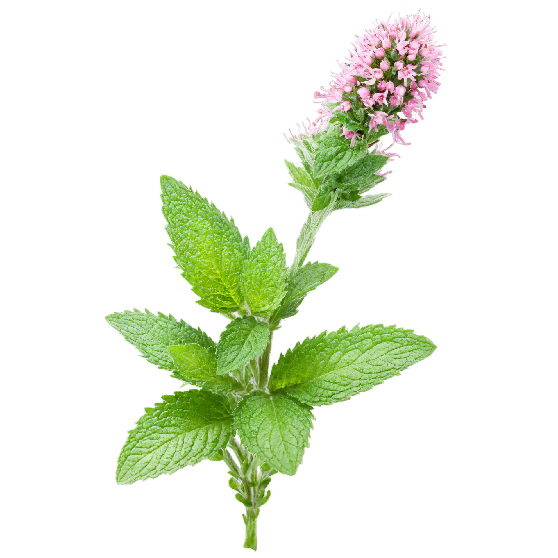 Spearmint Plant aromatic green leaves and spikes of small pink flowers Mentha spicata Final ...