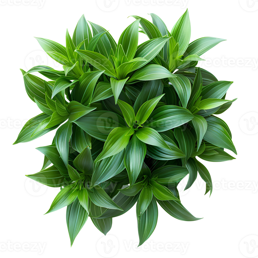 Plant Top View PNGs for Free Download