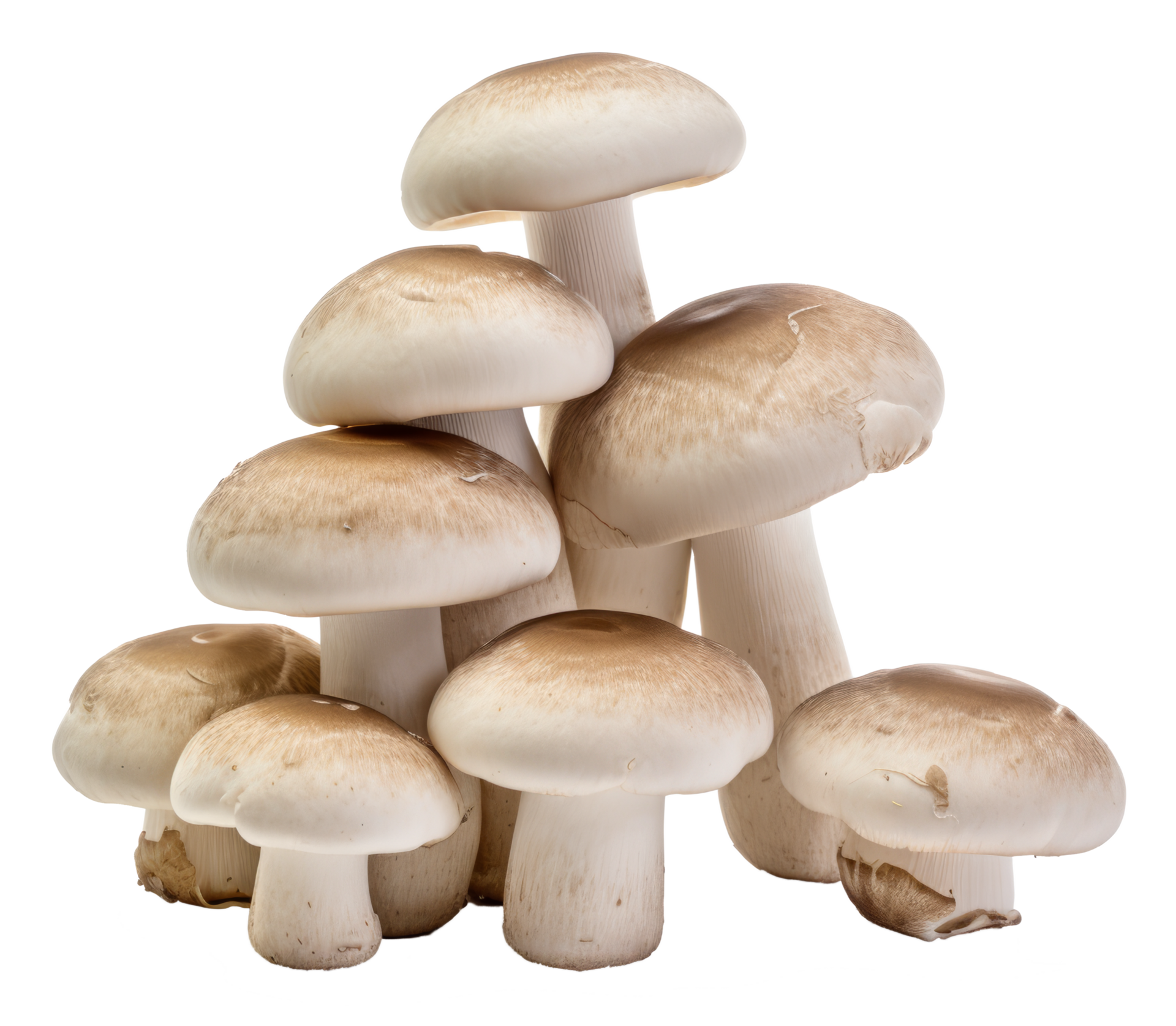 mushroom isolated on transparent background 44776313 PNG mushroom isolated on transparent background 44776313 PNG